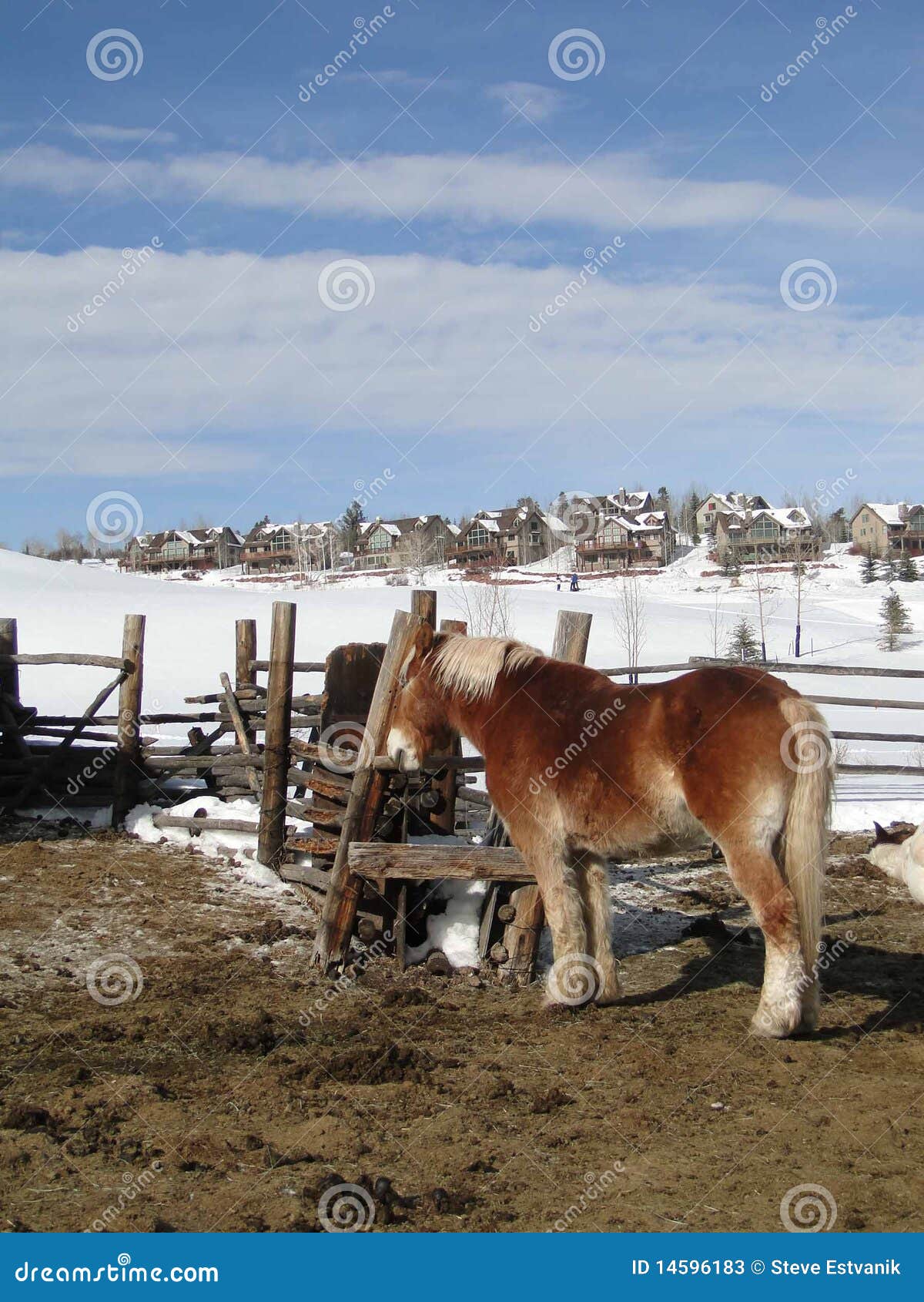 Draft Horses in Stable Yard Stock Image - Image of rustic, snow: 14596183