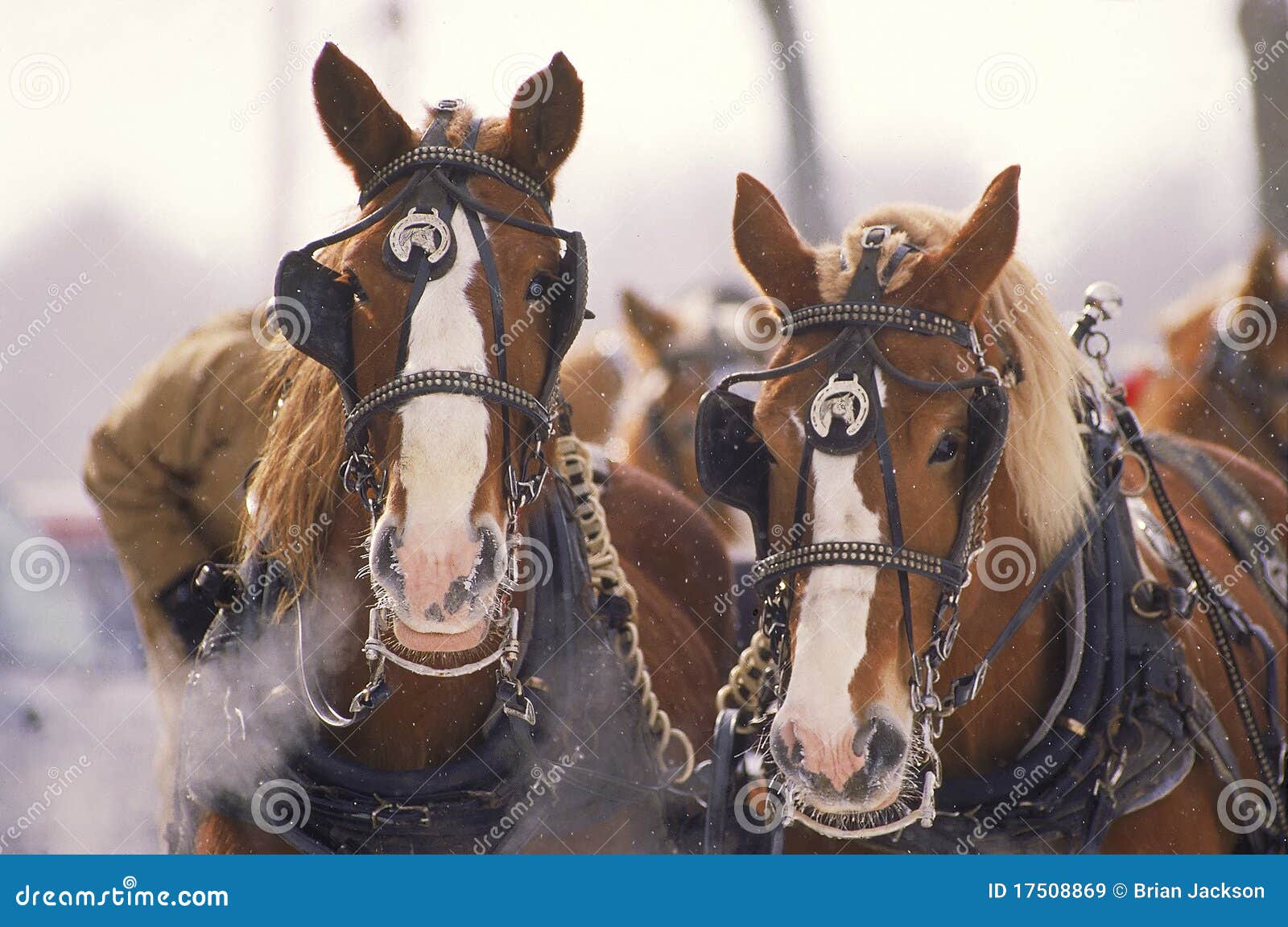 Draft horses working stock image. Image of rural, blinders - 17508869
