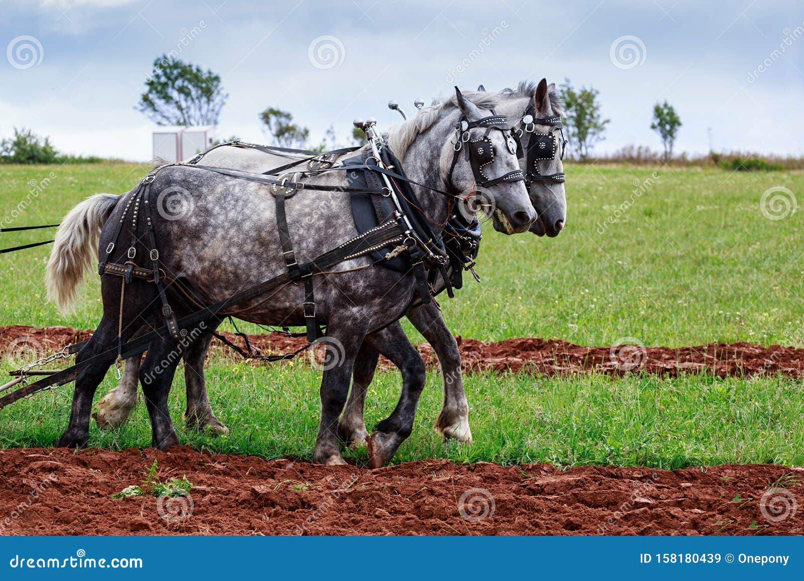 Draft Horses Working the Field Stock Image - Image of percheron ...