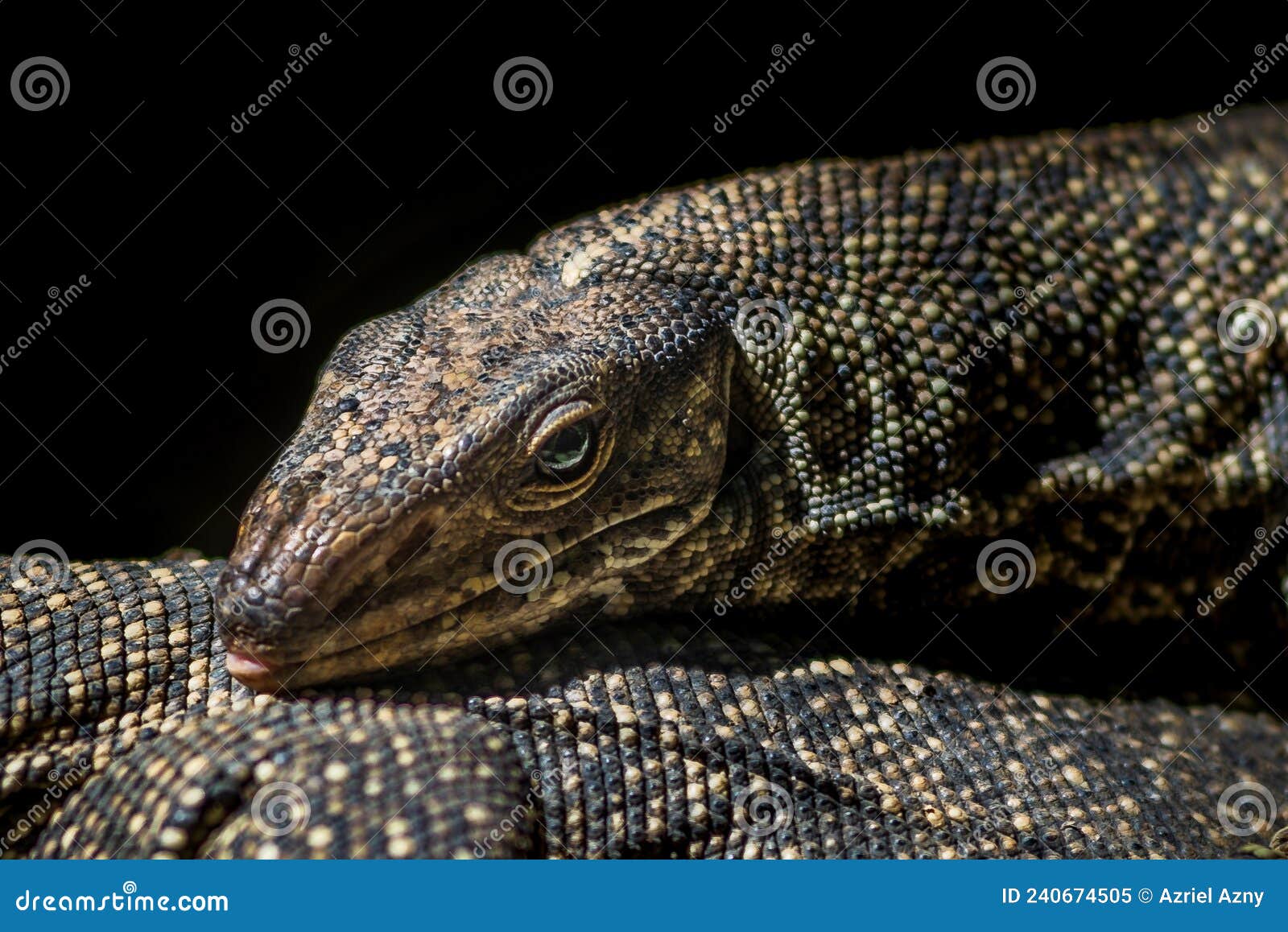 Dragão De Comodo Descansa Em Seu Amigo Imagem de Stock - Imagem de ...