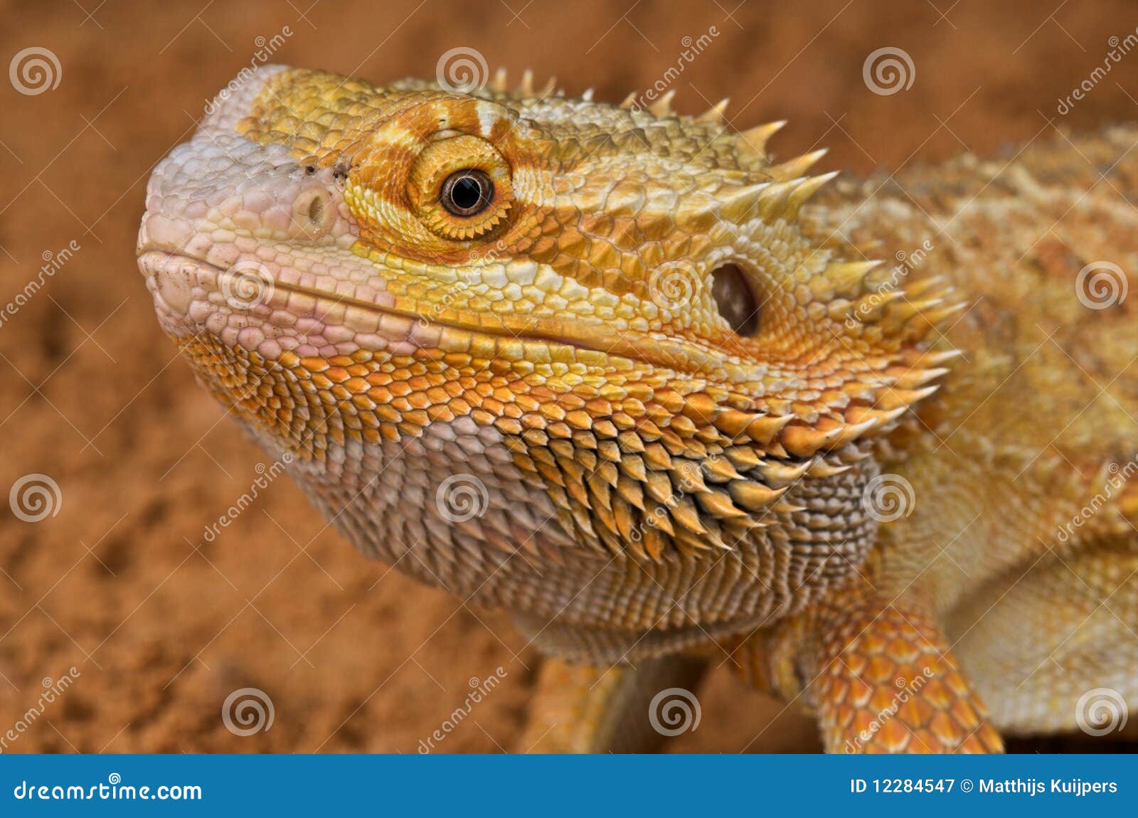 Dragón barbudo imagen de archivo. Imagen de barbudo, reptil - 12284547