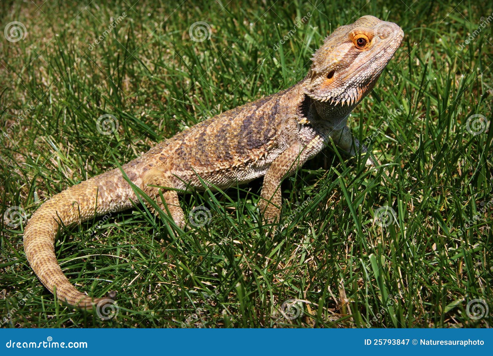 Dragón barbudo imagen de archivo. Imagen de reptil, puntos - 25793847