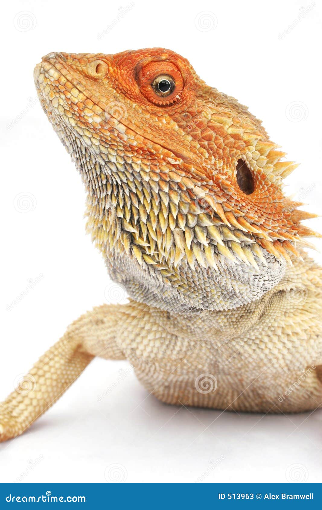 Dragón barbudo imagen de archivo. Imagen de anaranjado - 513963