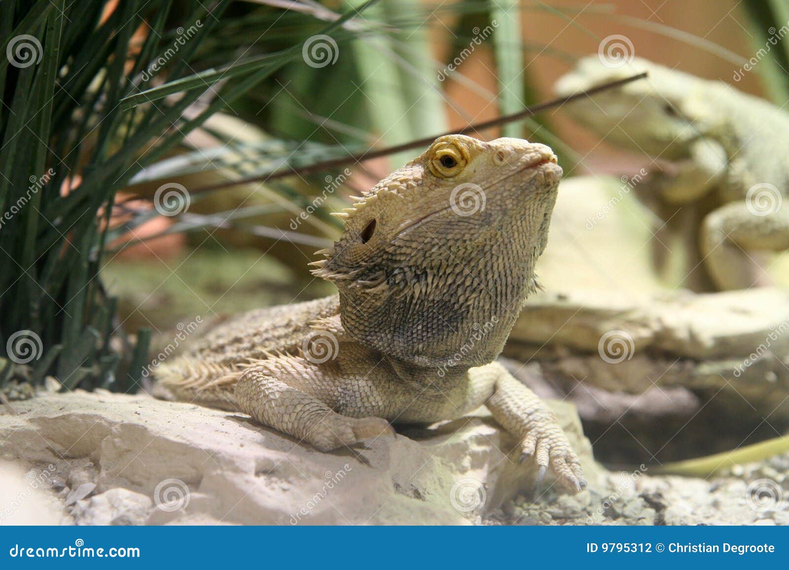 Dragón barbudo foto de archivo. Imagen de mirada, continuar - 9795312