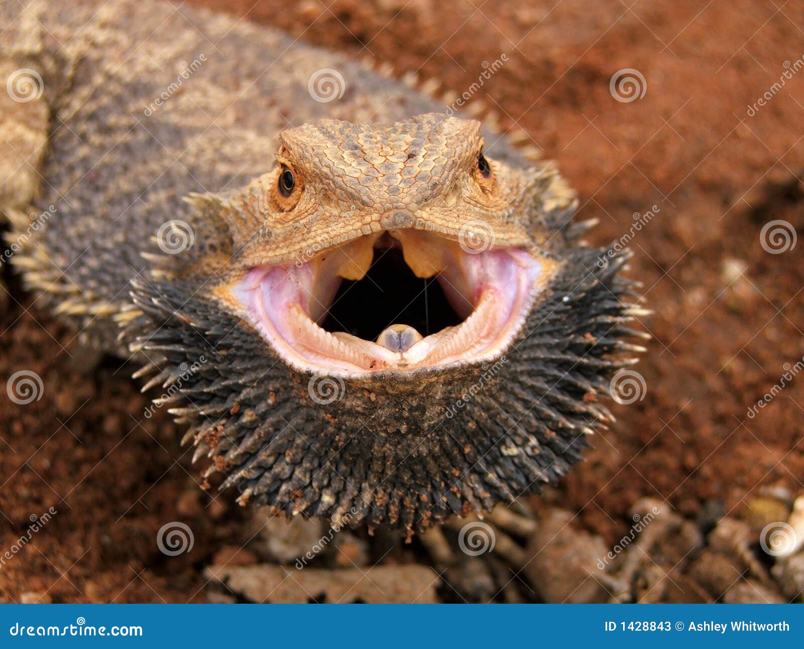 Dragón barbudo enojado imagen de archivo. Imagen de mordedura - 1428843