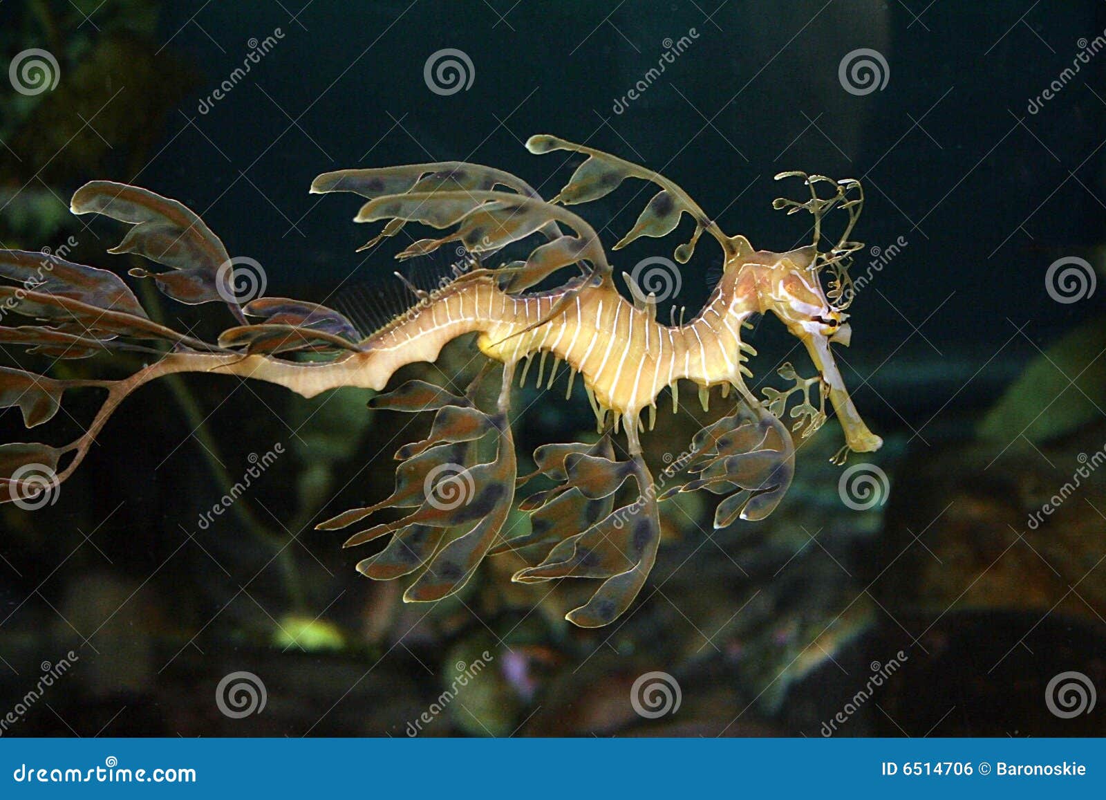 Dragón del mar foto de archivo. Imagen de tropical, vida - 6514706