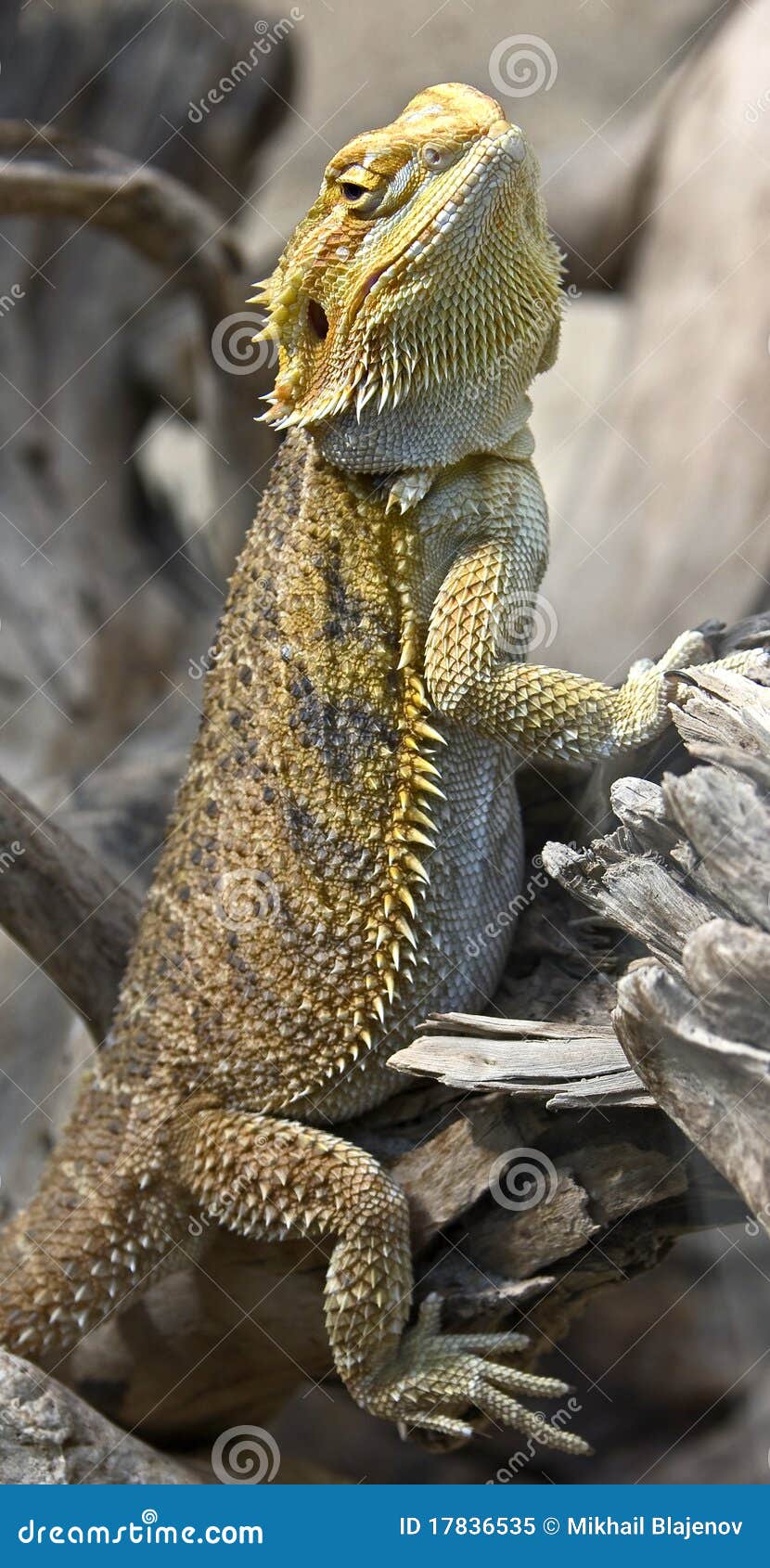 Drago barbuto 1 immagine stock. Immagine di piacevole - 17836535