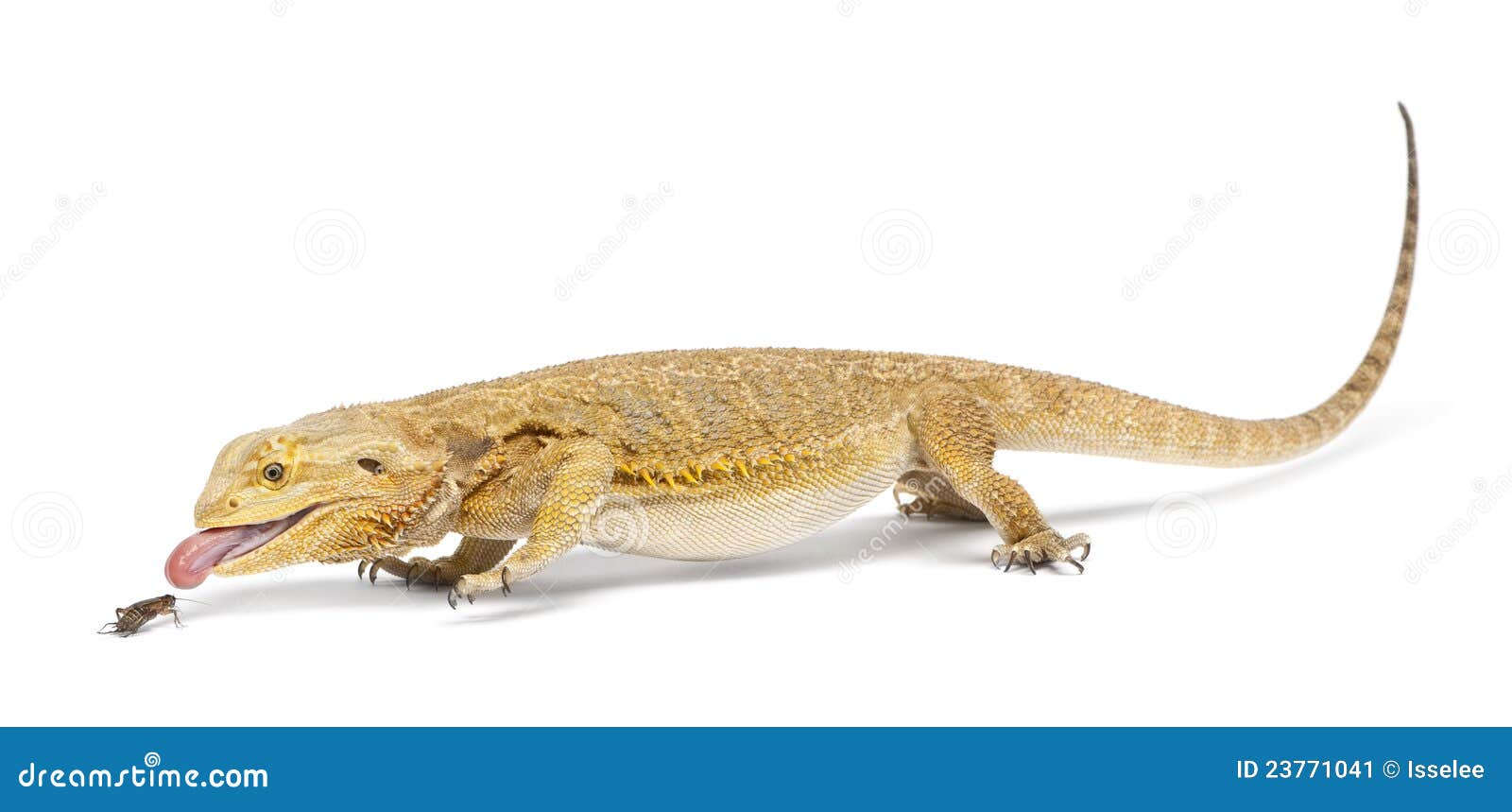 Drago Barbuto Centrale, Vitticeps Di Pogona Immagine Stock - Immagine ...