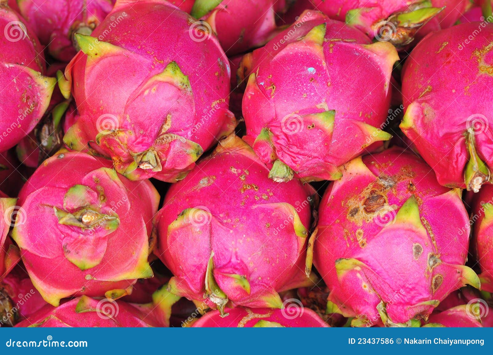 Drago Fruit stock photo. Image of nature, east, cactus - 23437586