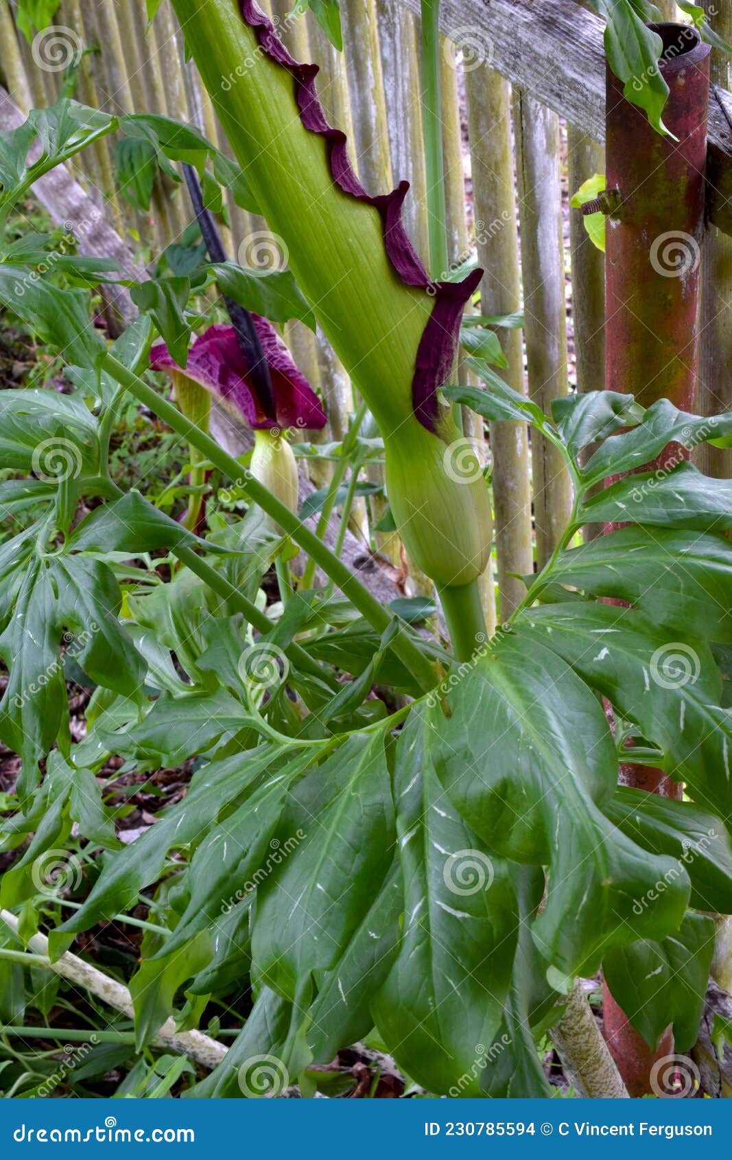 Dragon Arum Closeup Abstract 05 Stock Photo - Image of lily, nature ...