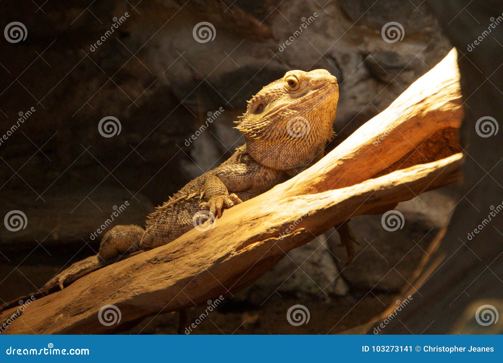 Dragon Barbu Photos Stock - Téléchargez 4,224 Photos libres de droits