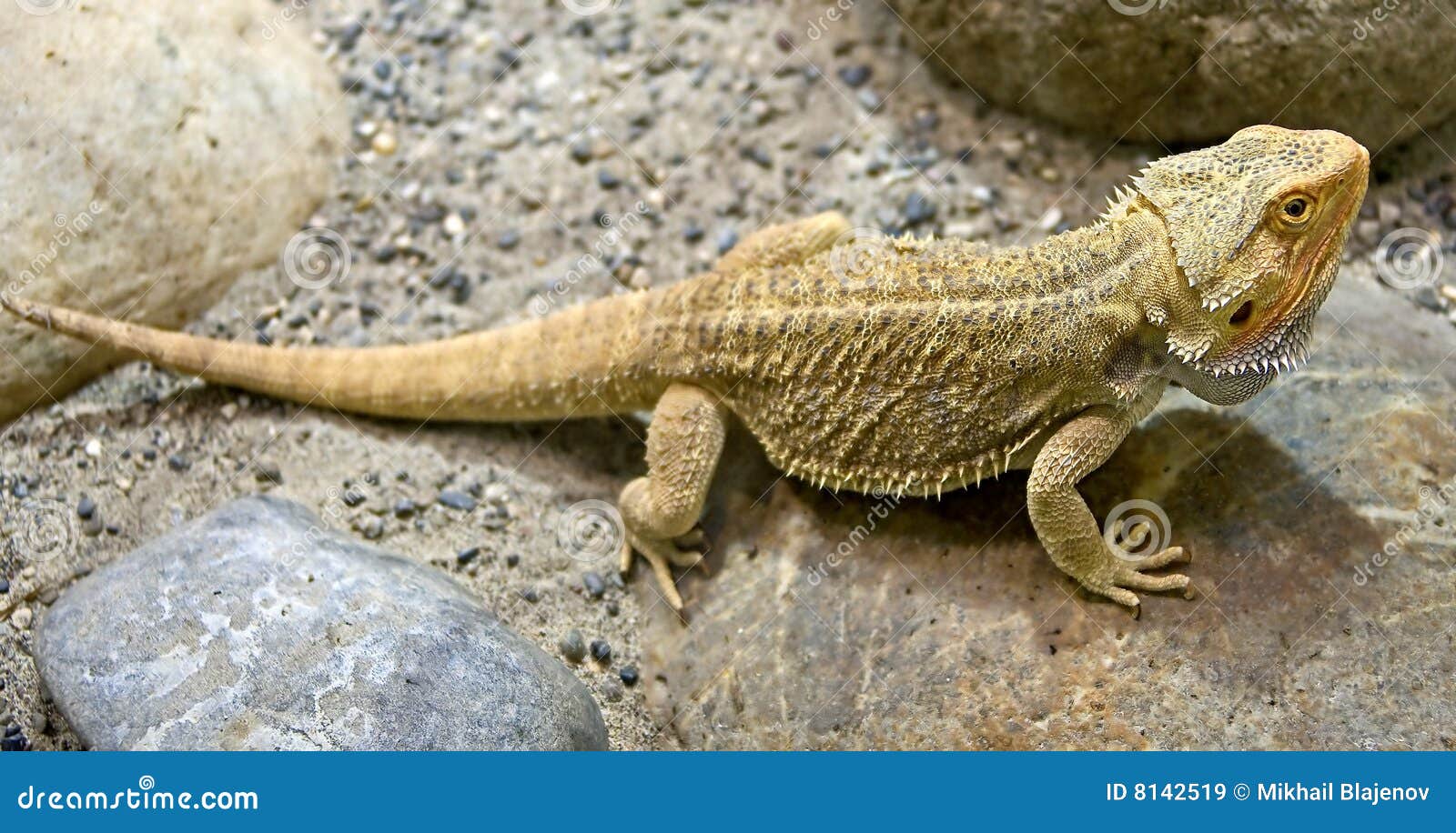 Dragon barbu 13 image stock. Image du gentil, exotique - 8142519