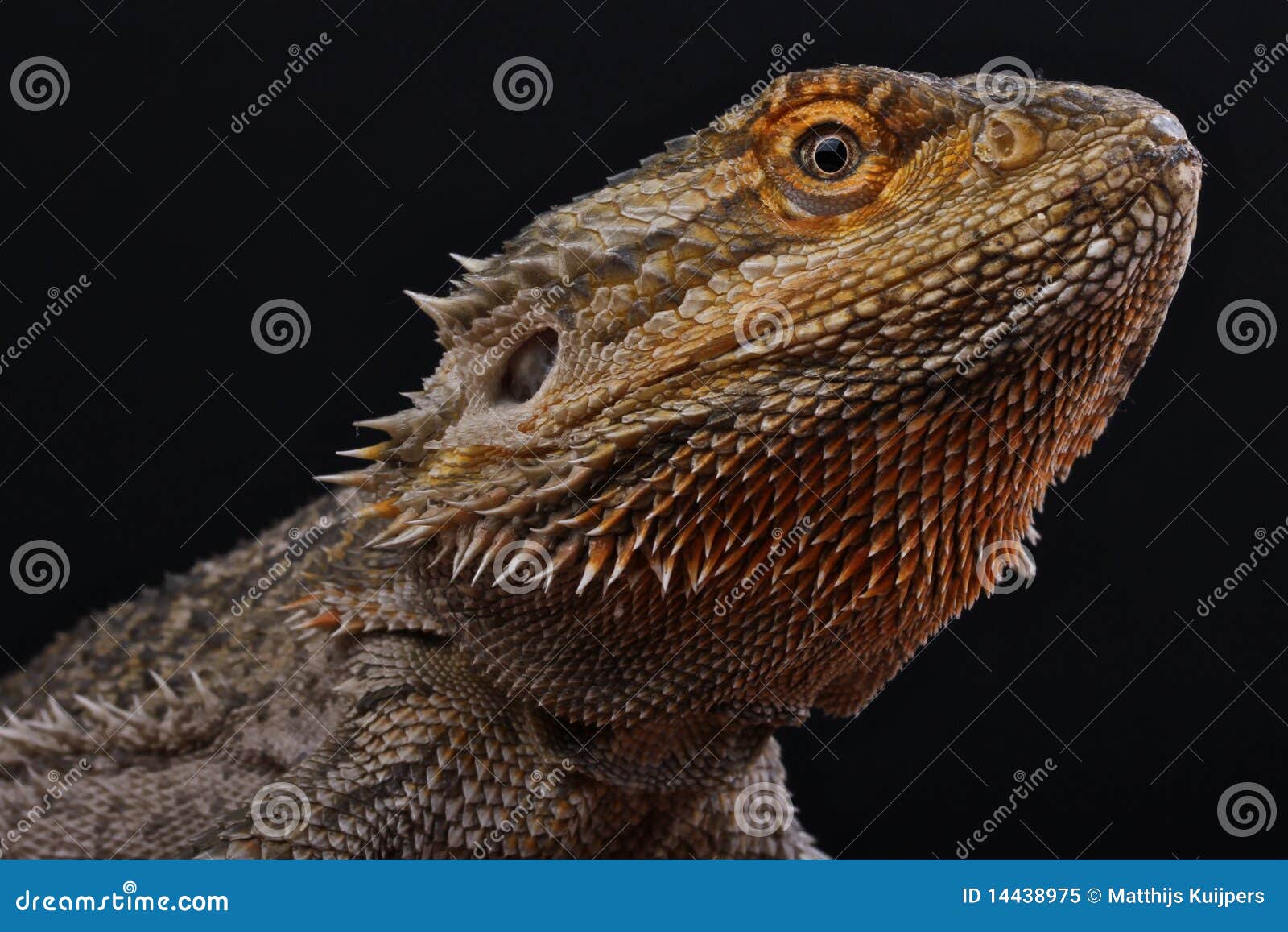 Dragon barbu image stock. Image du faune, australie, désert - 14438975