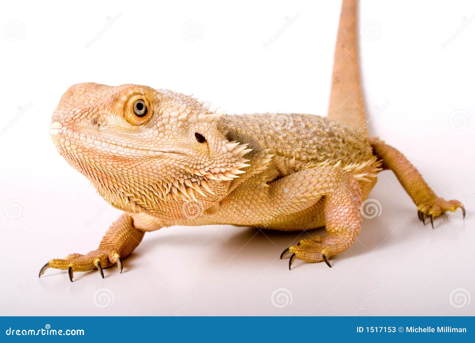 Dragon barbu image stock. Image du amphibie, pets, visage - 1517153
