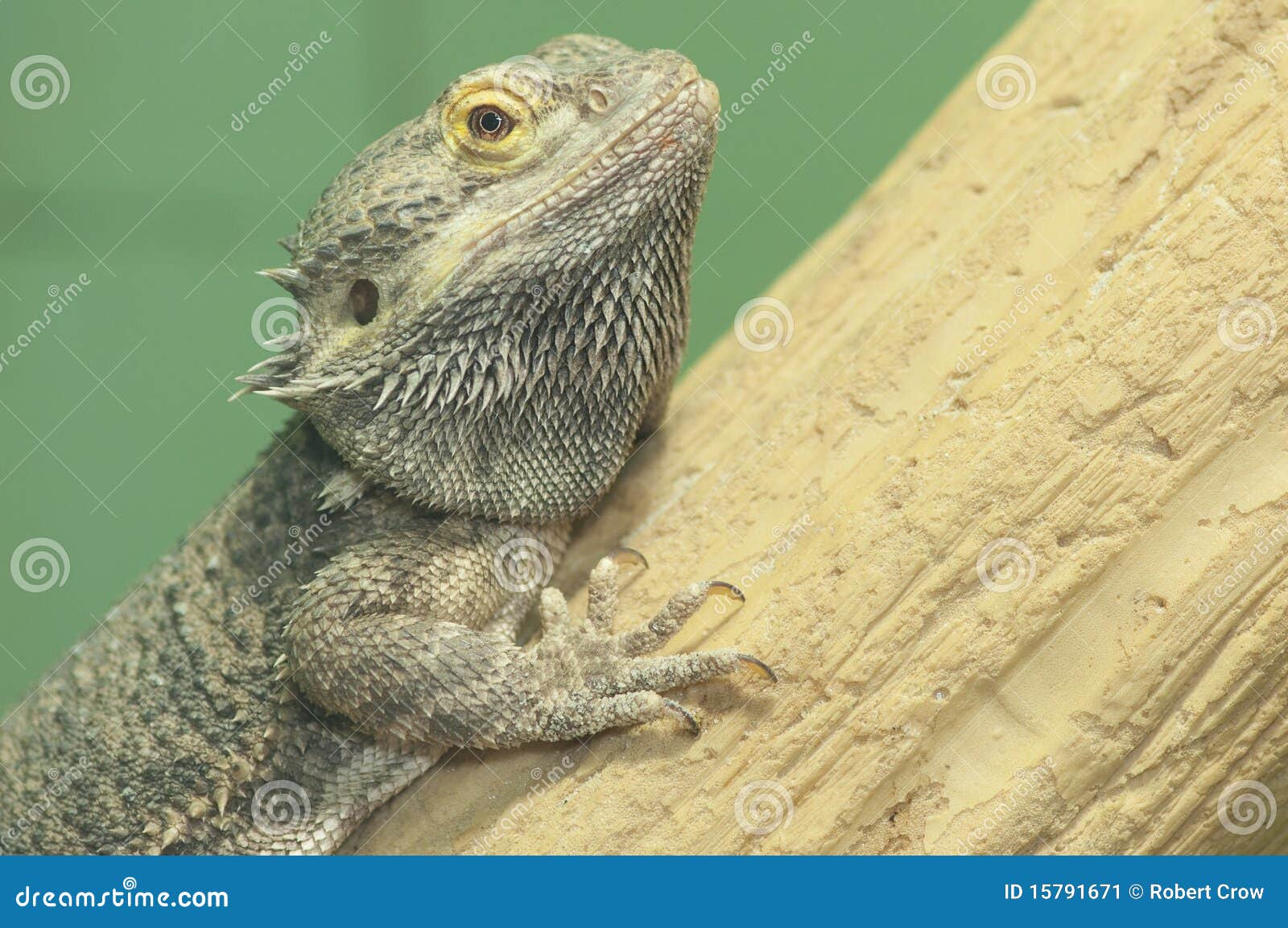 Dragon barbu image stock. Image du faune, dragon, reptile - 15791671
