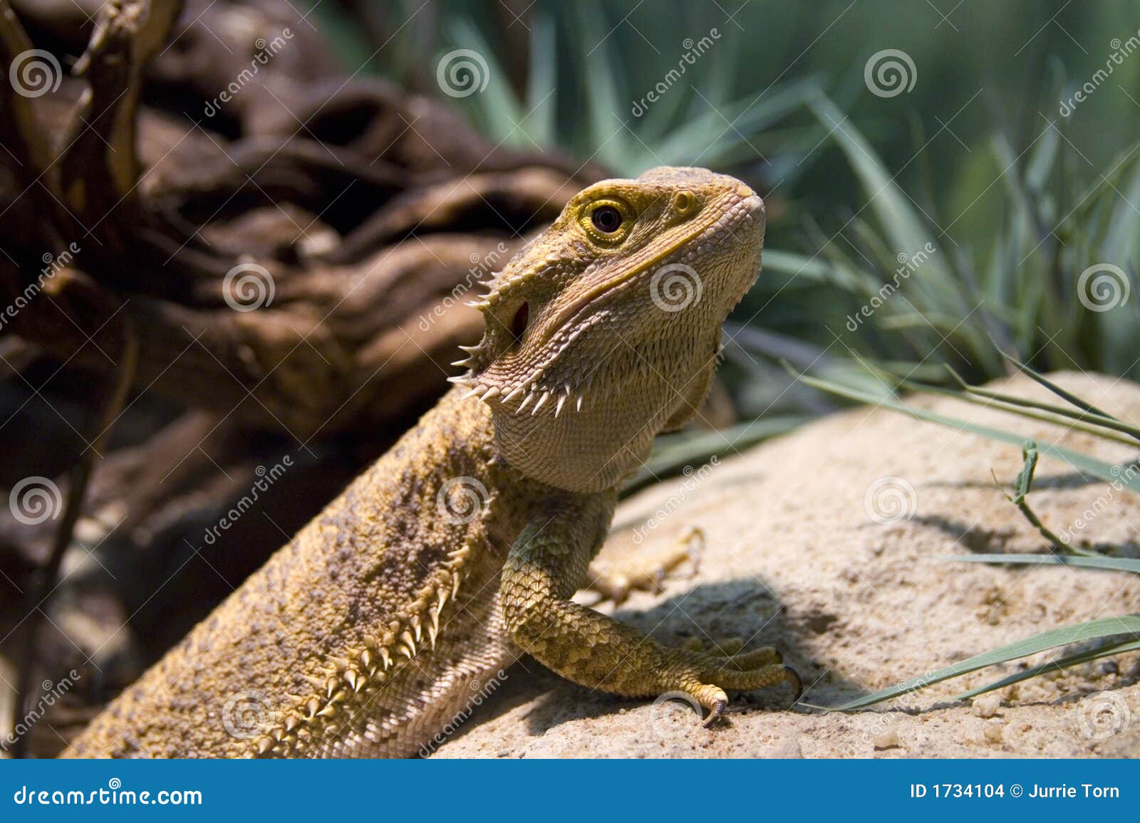 Dragon barbu photo stock. Image du sable, écallieux, lézard - 1734104