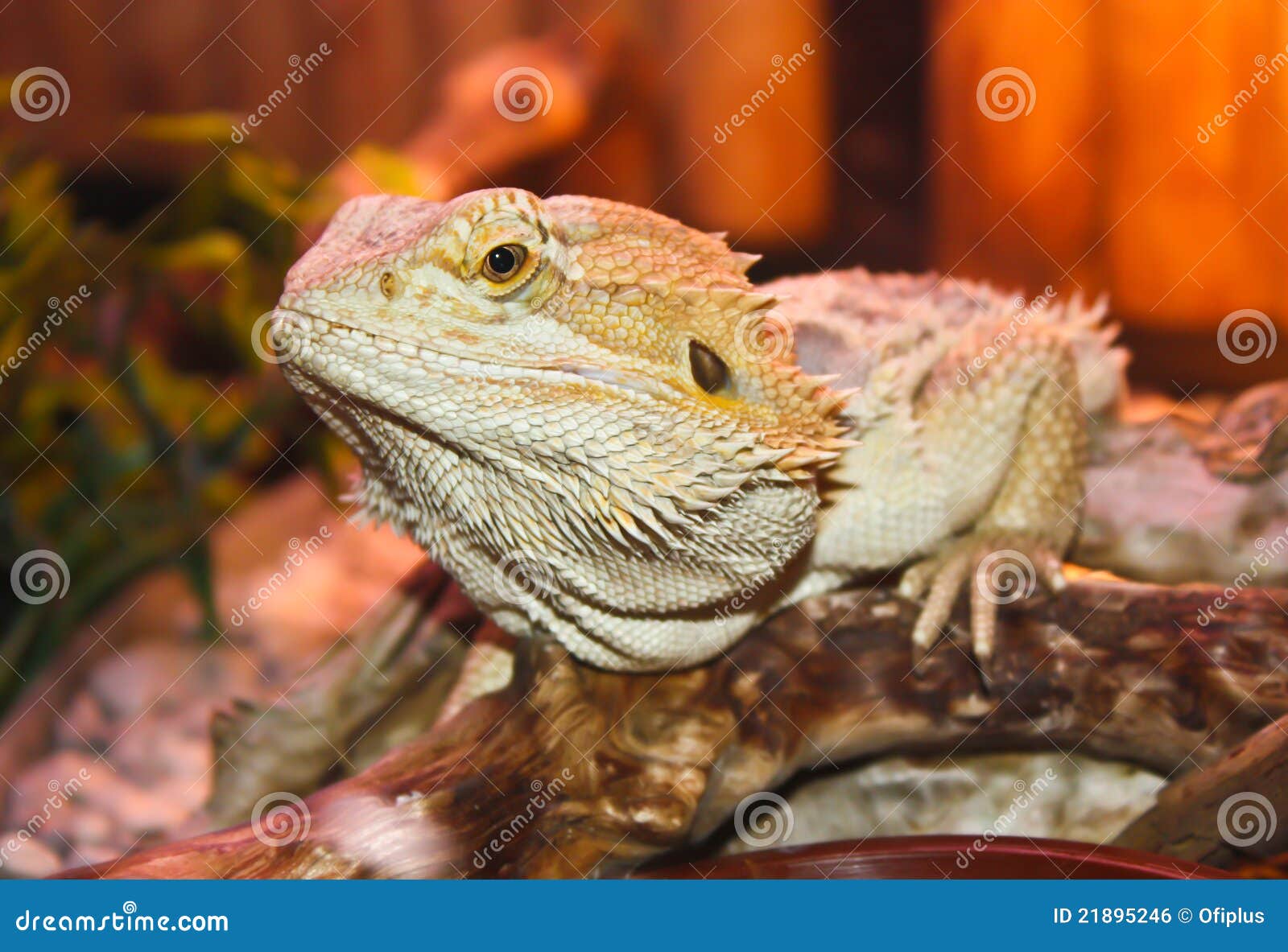Dragon barbu photo stock. Image du barbu, faune, configuration - 21895246
