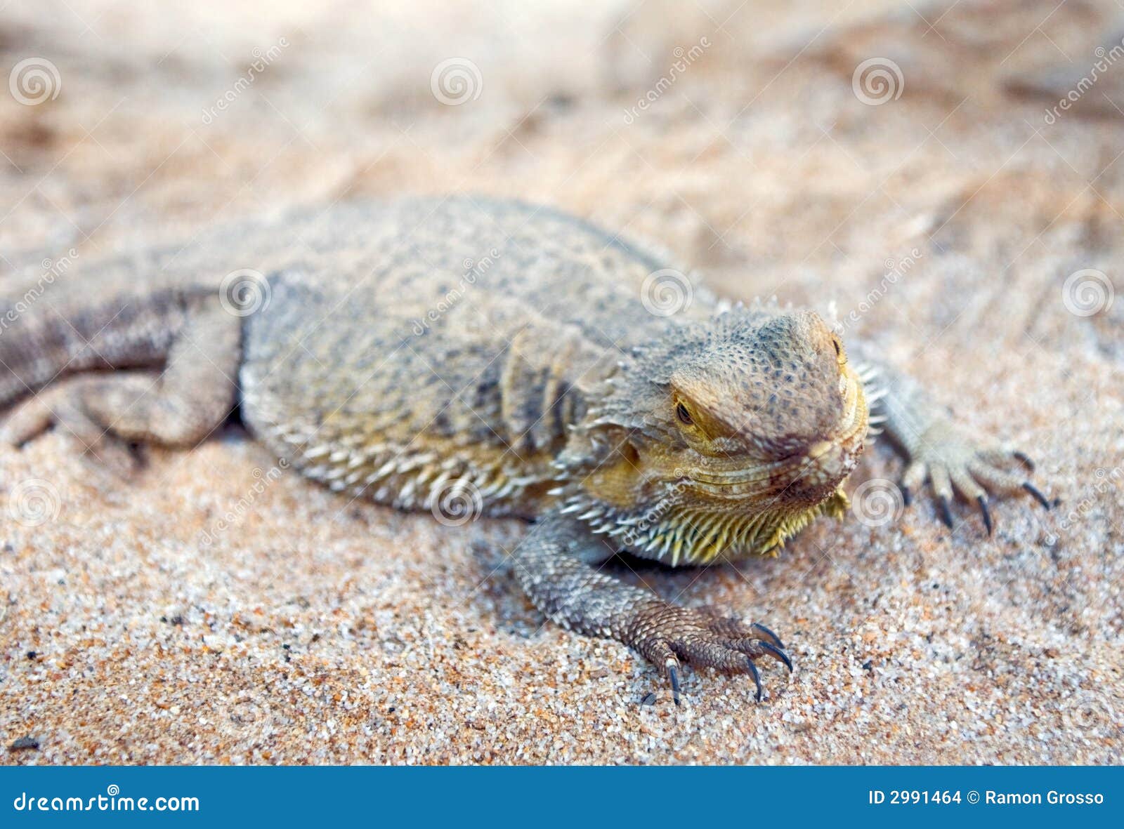 Dragon barbu photo stock. Image of monstre, indigène, dragon - 2991464