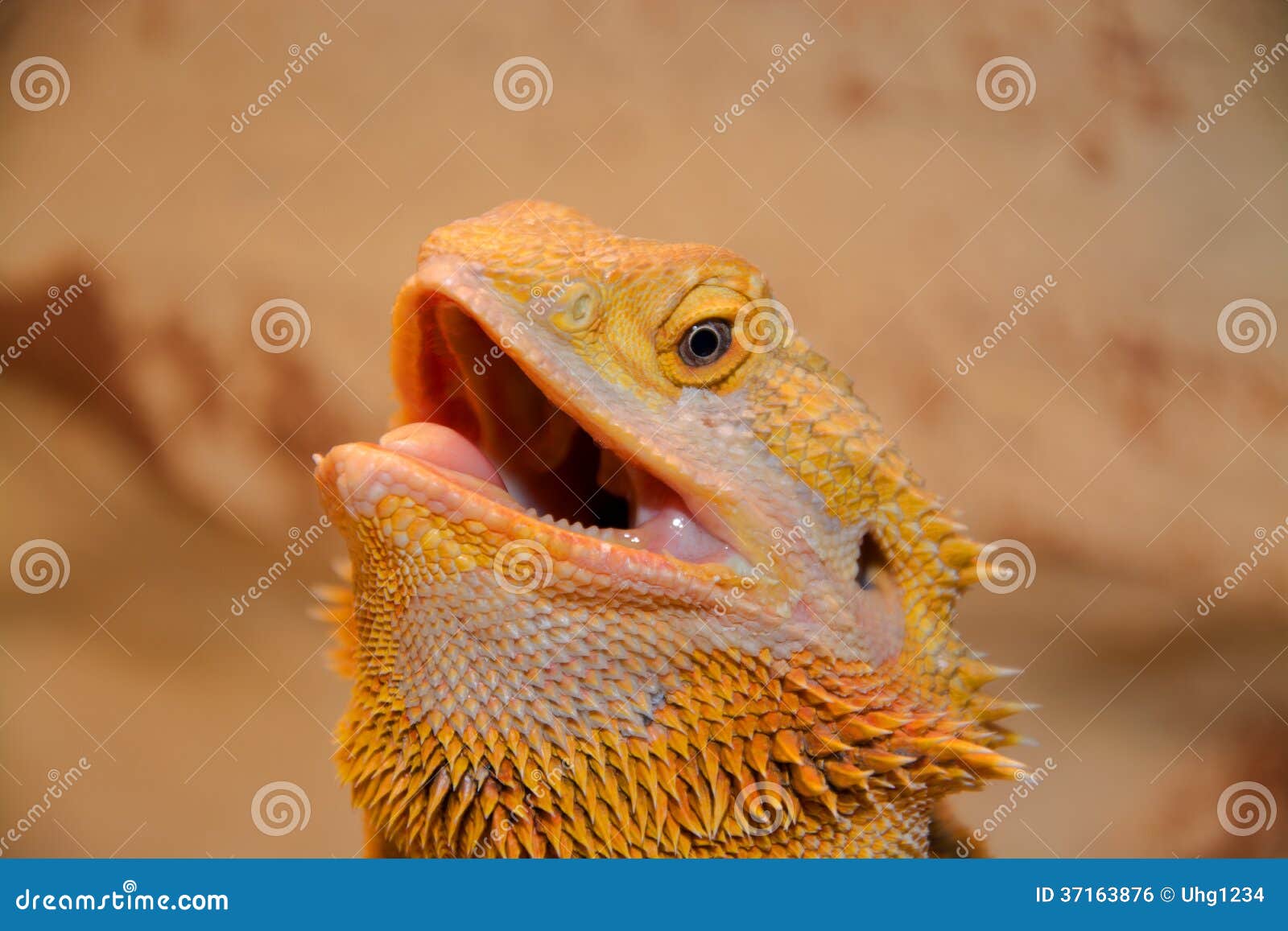 Dragon barbu photo stock. Image du barbu, rocheux, forêts - 37163876