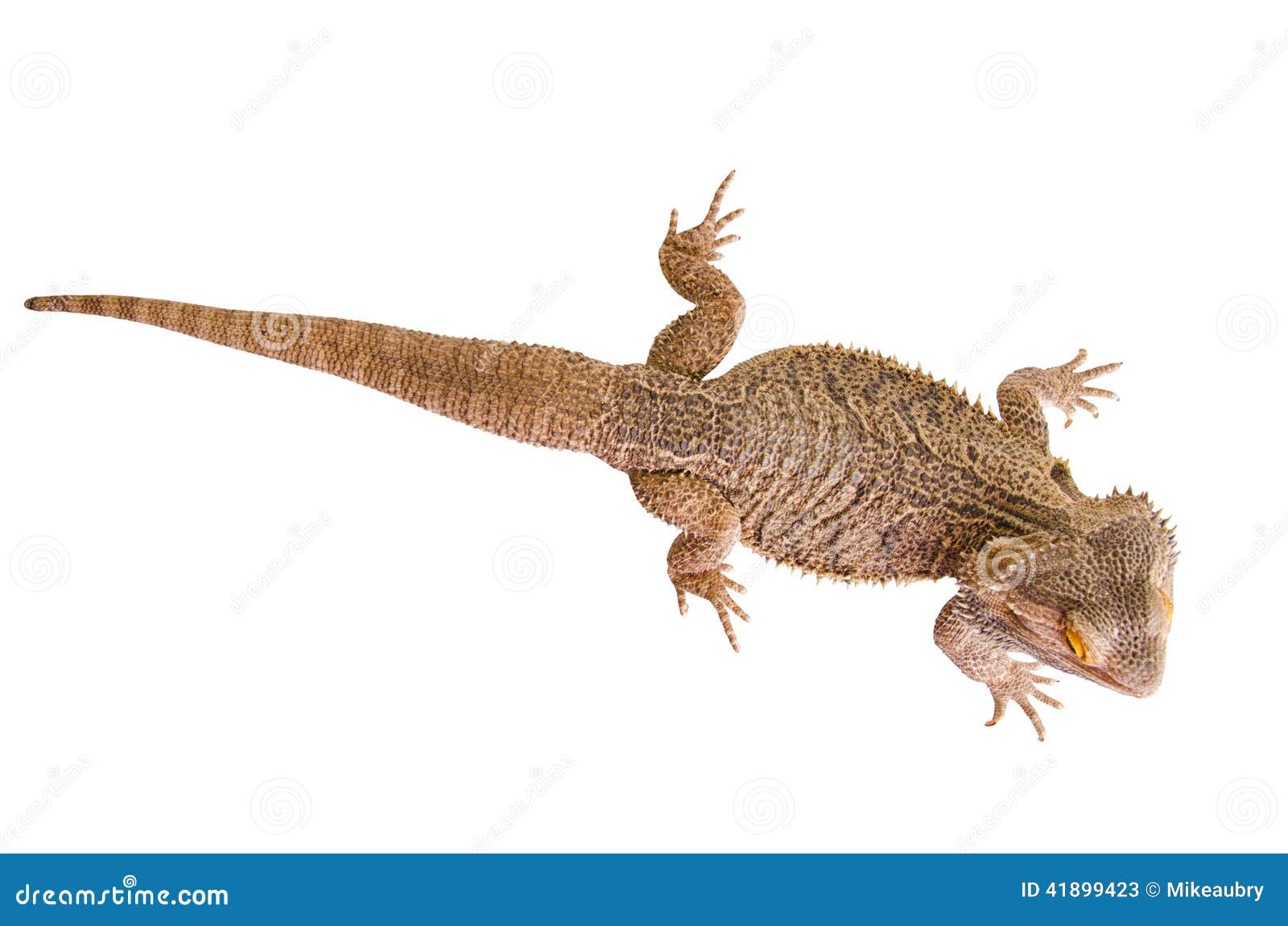 Dragon barbu image stock. Image du barbu, rampement, saurien - 41899423