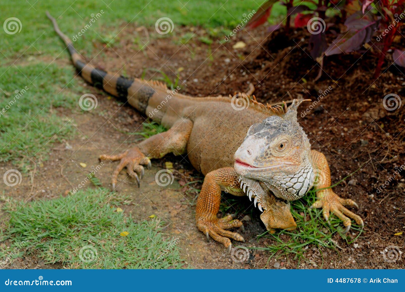 Dragon barbu photo stock. Image du créature, exotique - 4487678