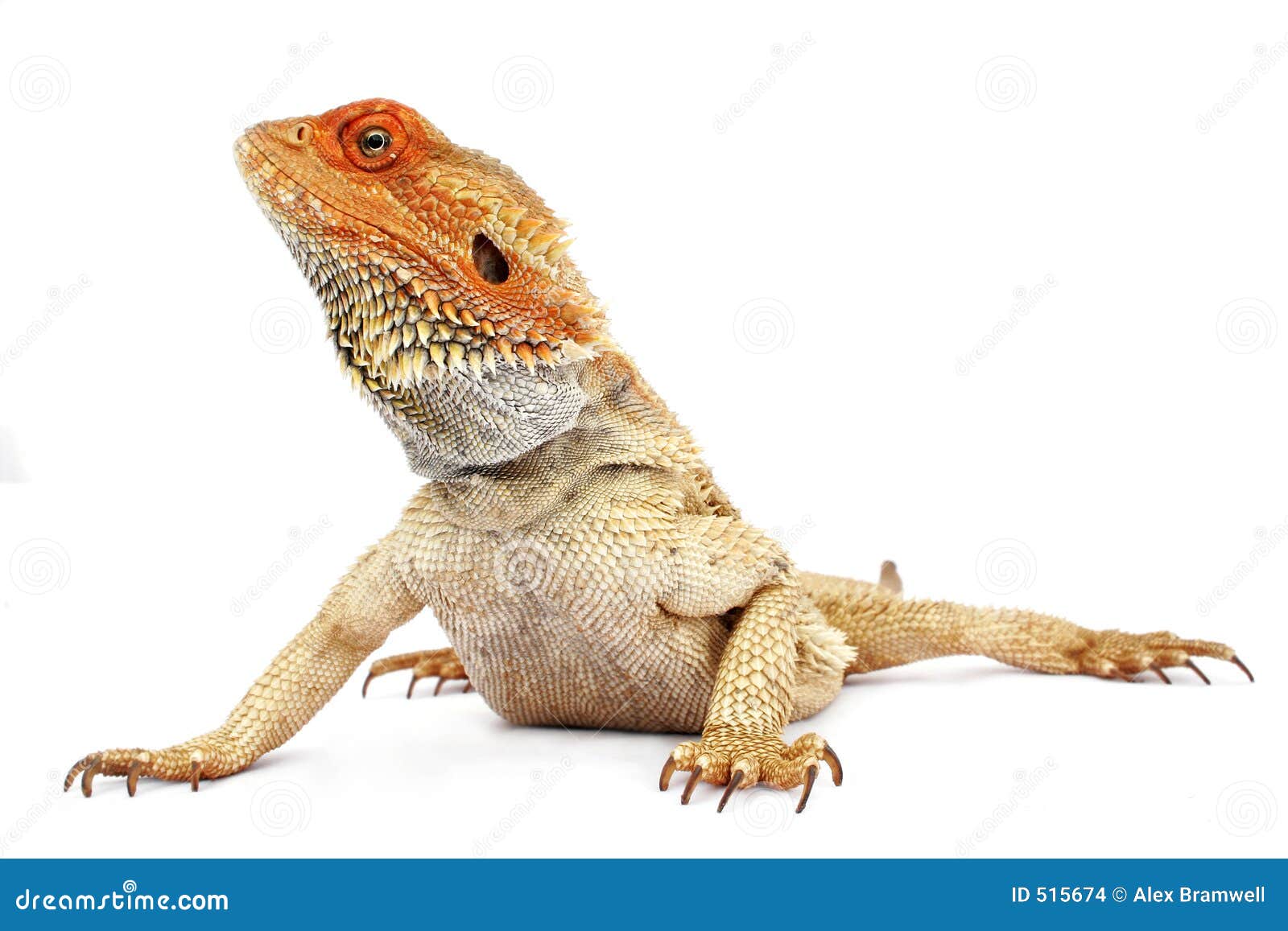 Dragon barbu photo stock. Image du échelles, créature, orange - 515674