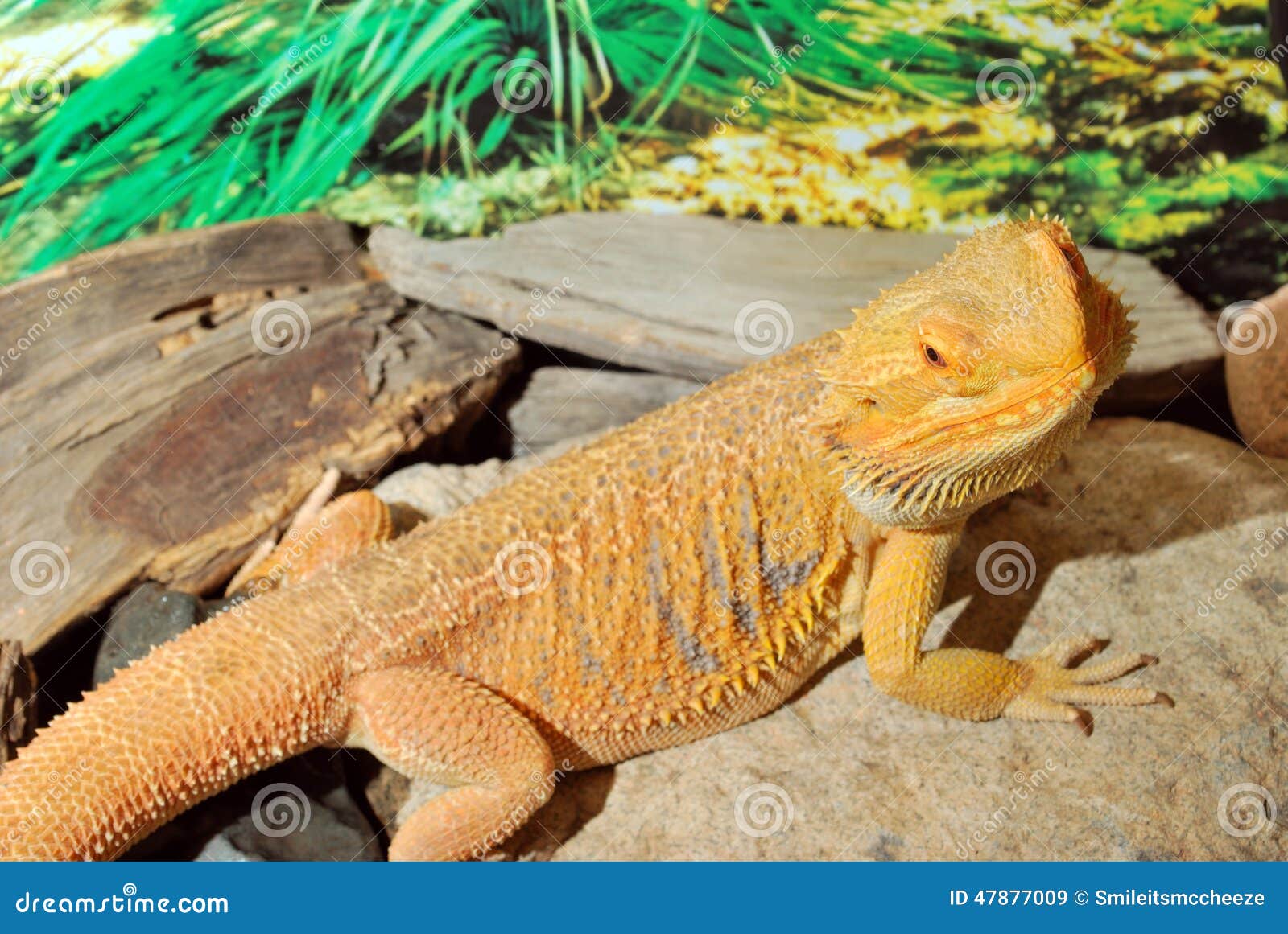 Dragon barbu adulte image stock. Image du adulte, roche - 47877009
