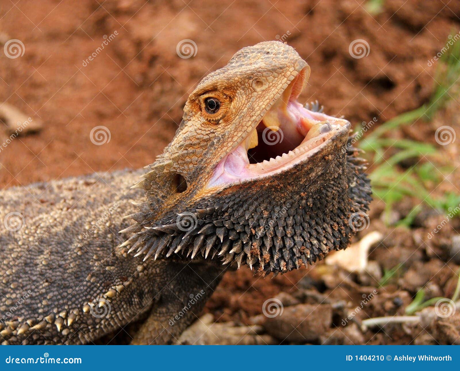 Dragon barbu fâché photo stock. Image du dangereux, pointu - 1404210