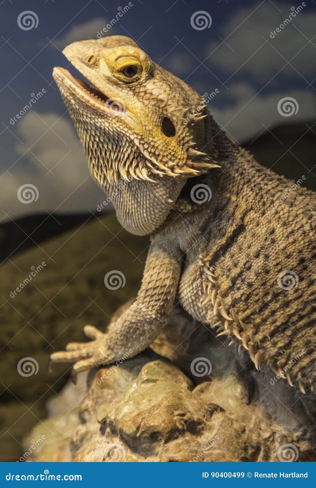 Dragon barbu femelle image stock. Image du sauvage, peau - 90400499