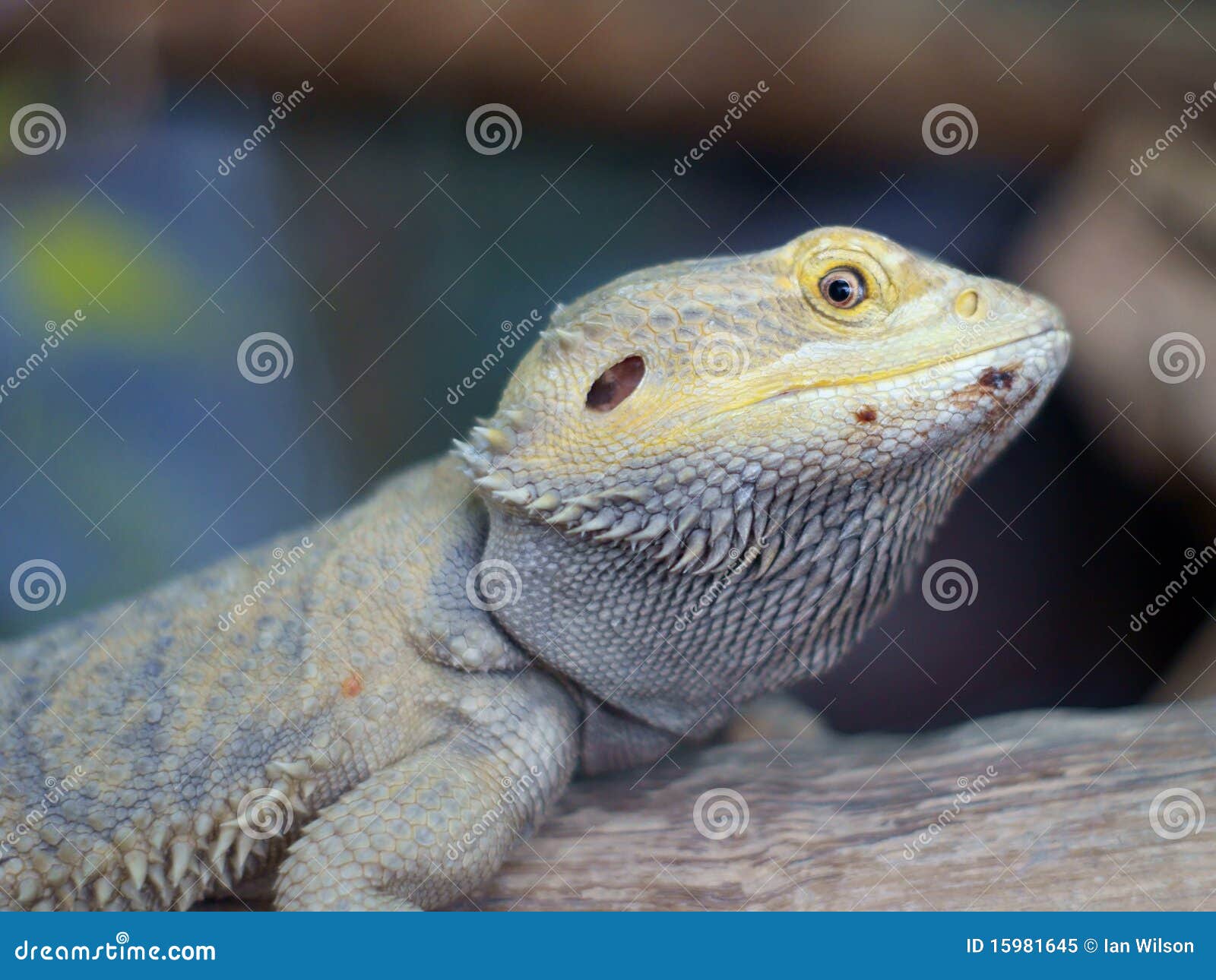 Dragon barbu (Pogona) image stock. Image du oeil, lézard - 15981645