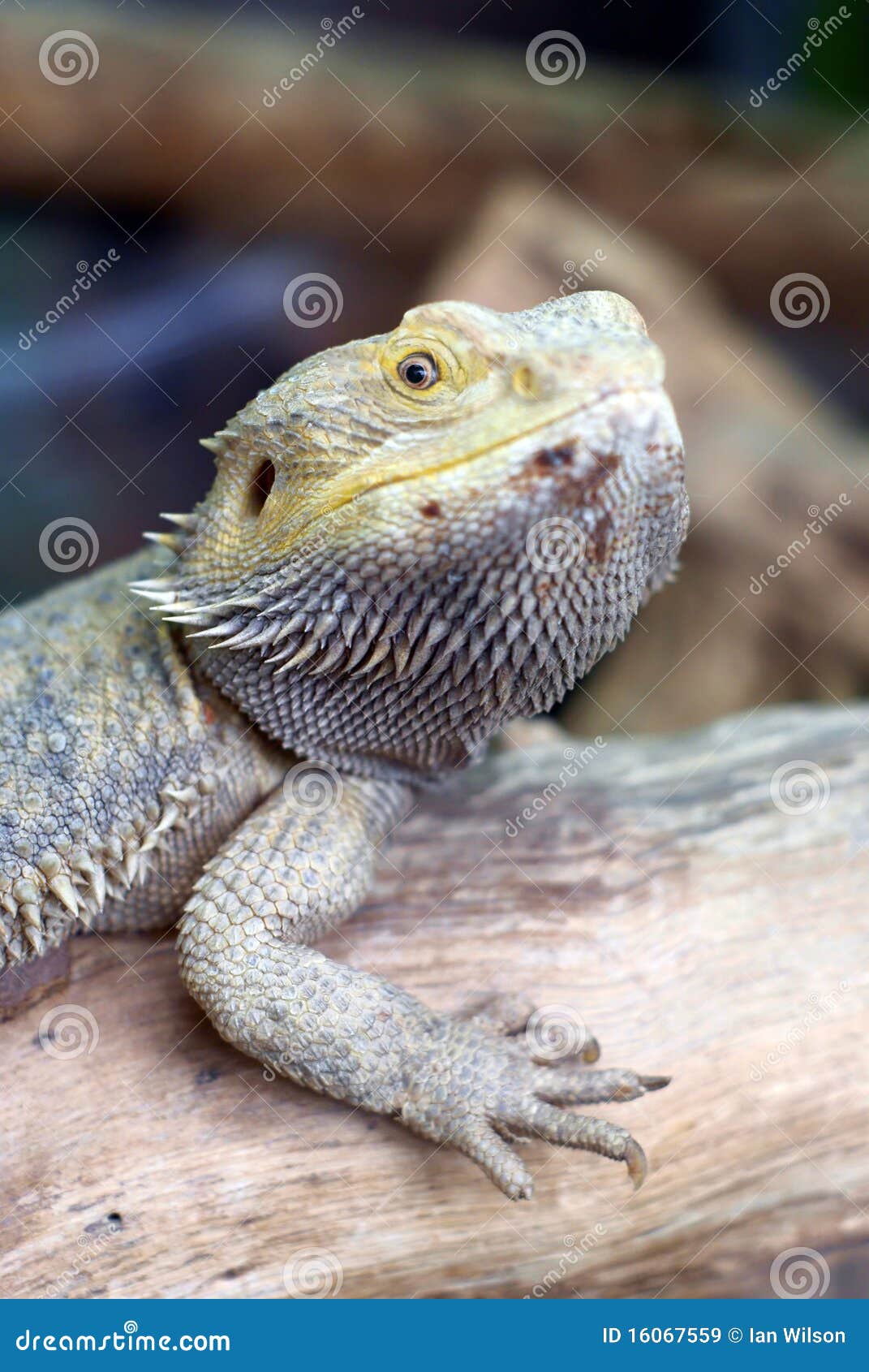 Dragon barbu (Pogona) image stock. Image du contact, barbu - 16067559