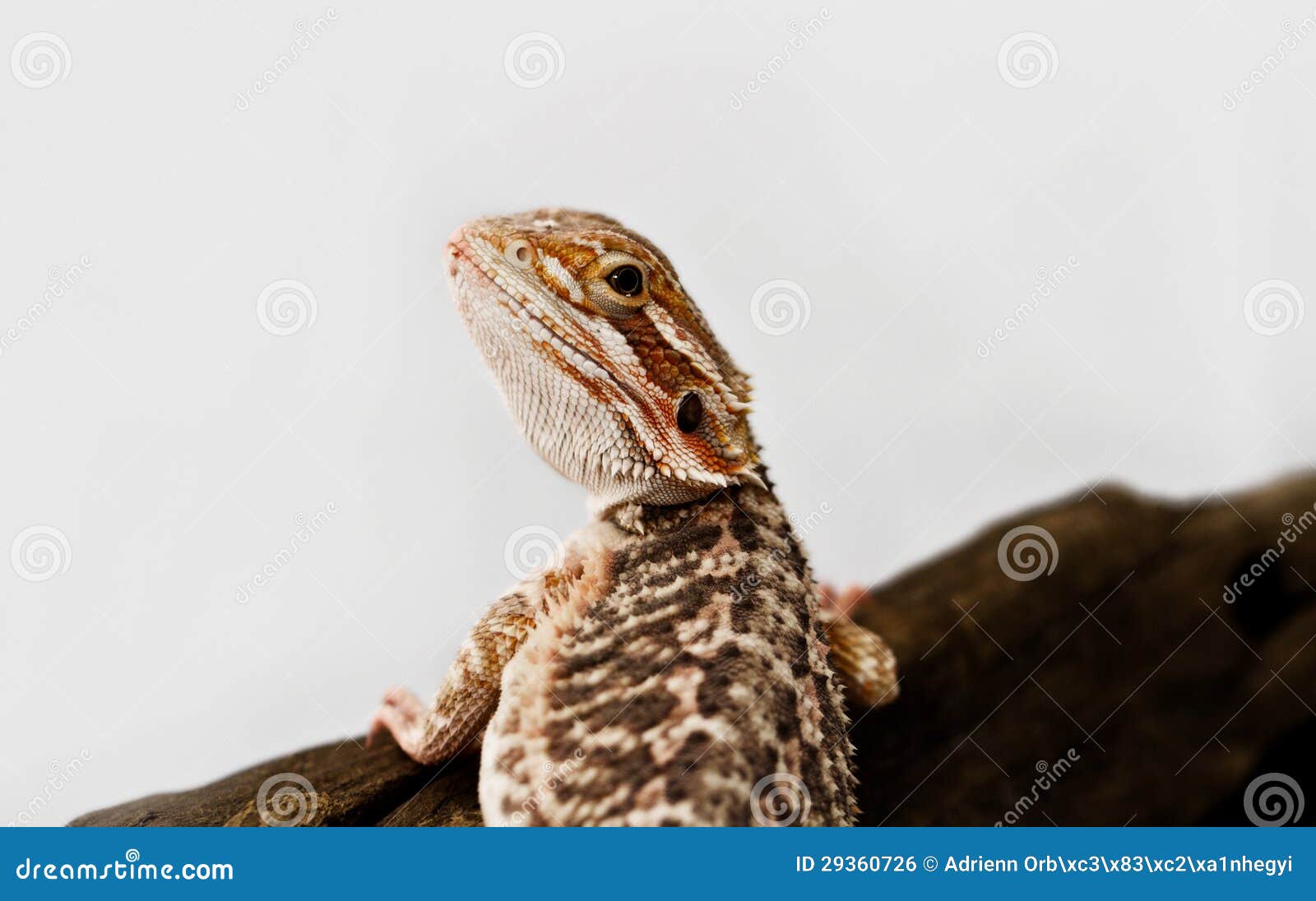 Dragon barbu rouge photo stock. Image du créature, verticale - 29360726