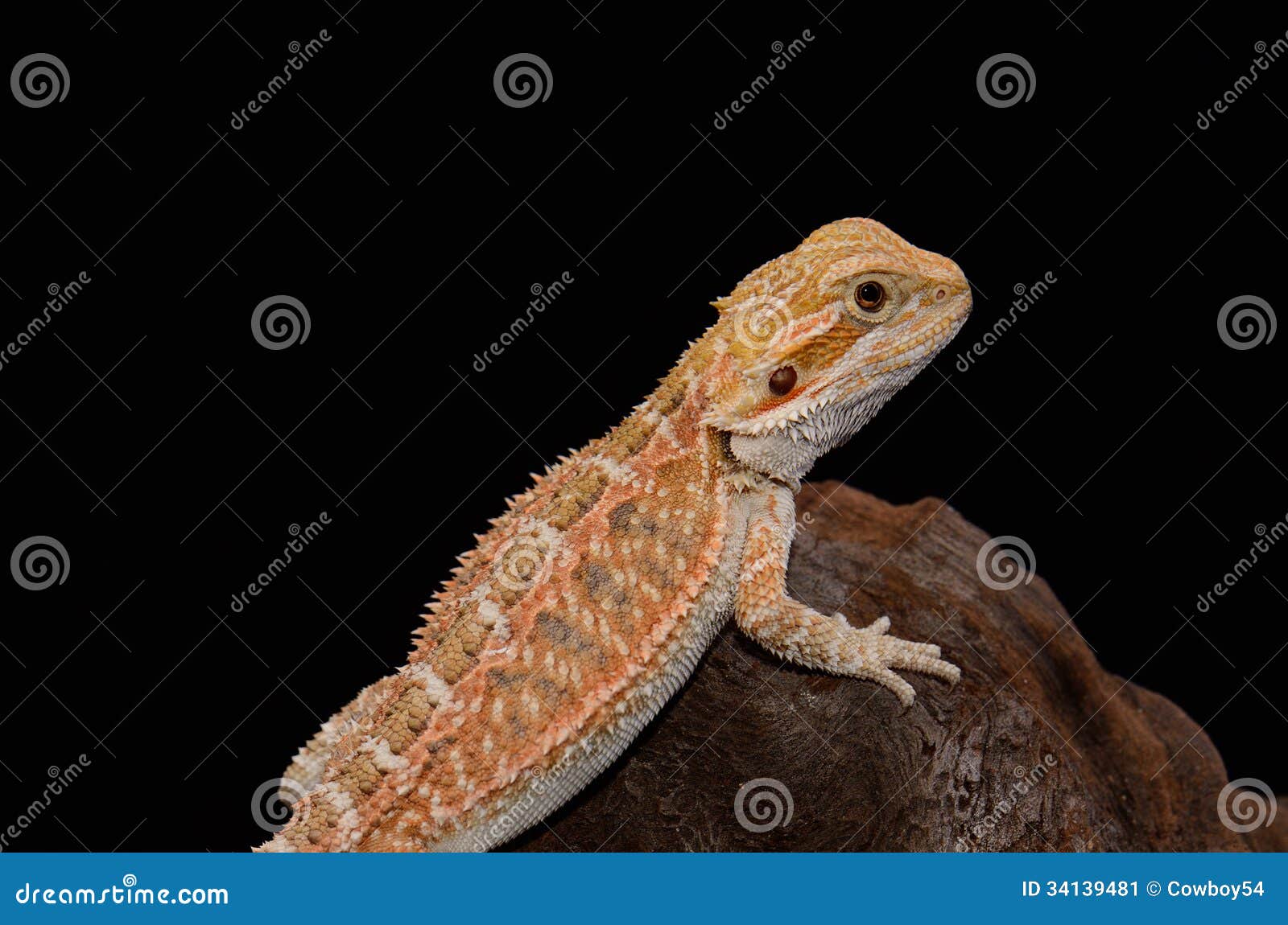 Dragon Barbu (vitticeps De Pogona) Image stock - Image du normal ...