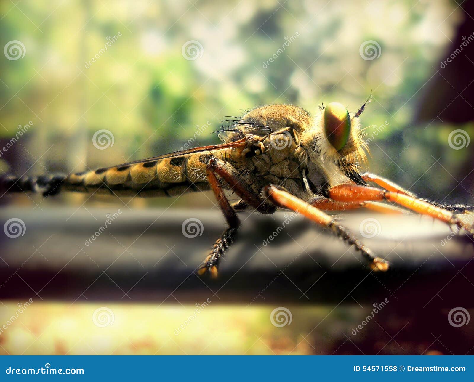 Dragon bee stock photo. Image of genetic, ability, bees - 54571558