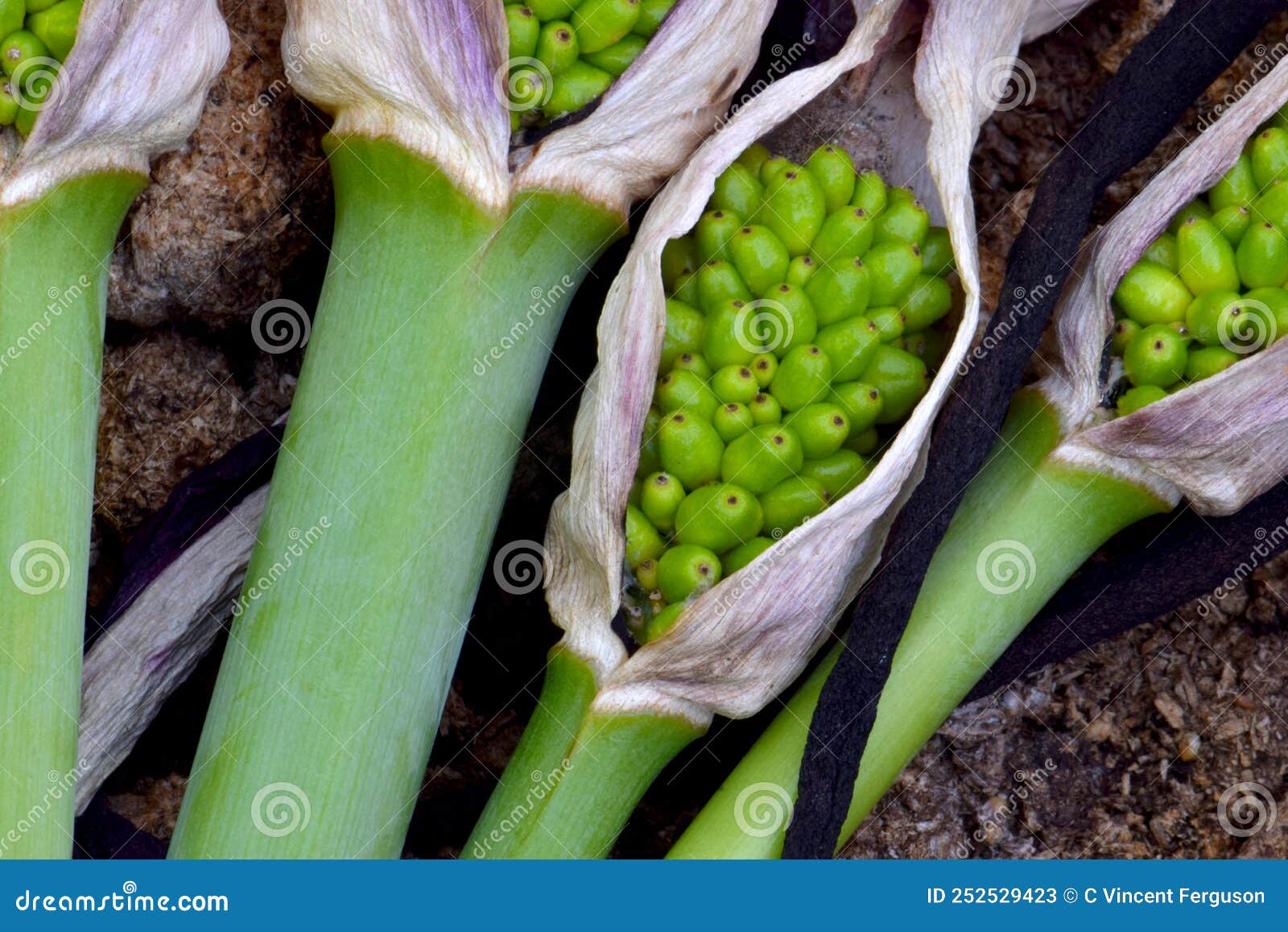 Dragon Berries Harvest 03 stock image. Image of harvested - 252529423