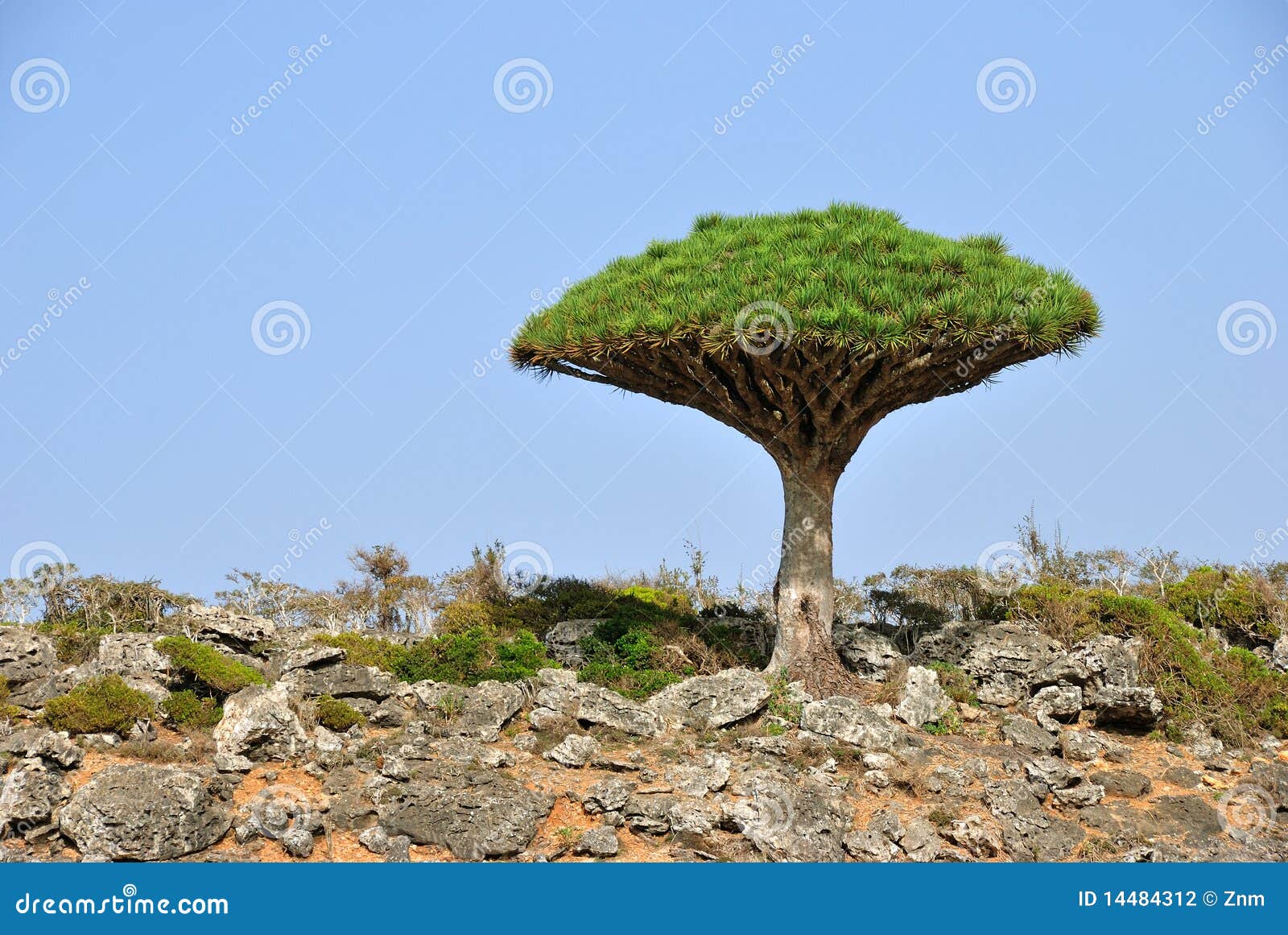 Dragon blood tree stock photo. Image of unusua, nature - 14484312