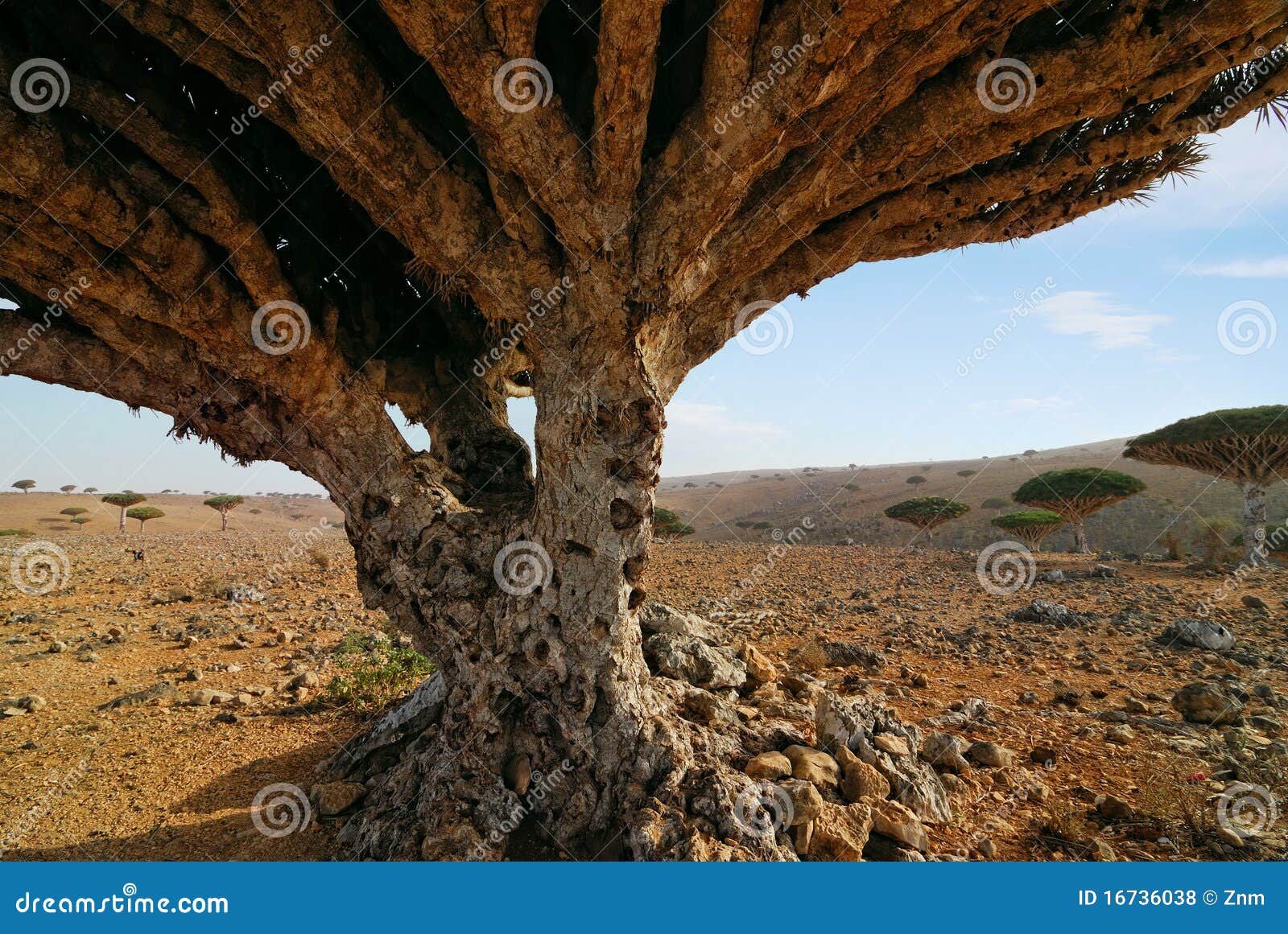 Dragon Blood Tree, Dracaena Cinnabari, Socotra Dragon Tree, Threatened ...