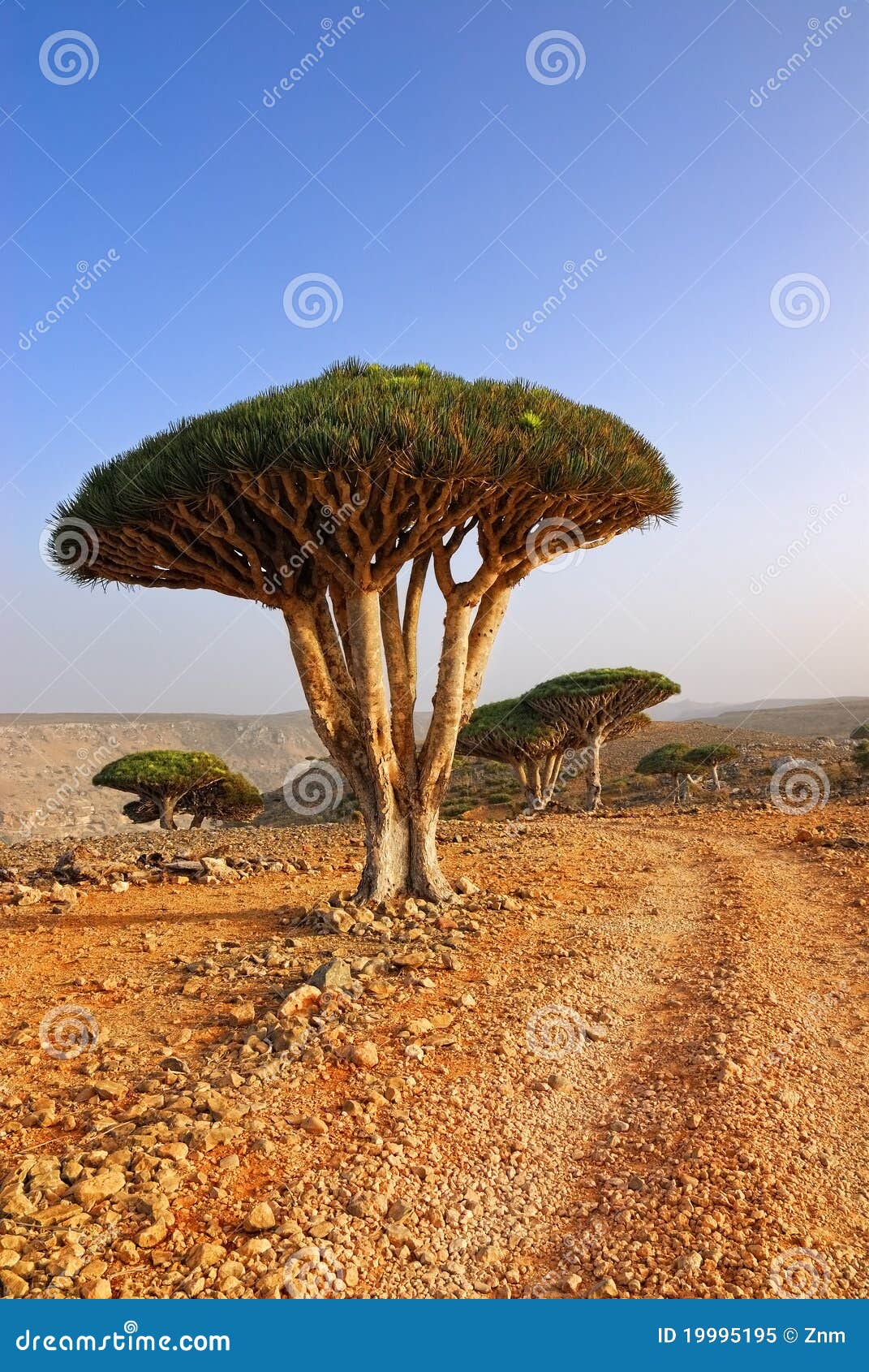 Dragon blood tree stock image. Image of colour, exotic - 19995195