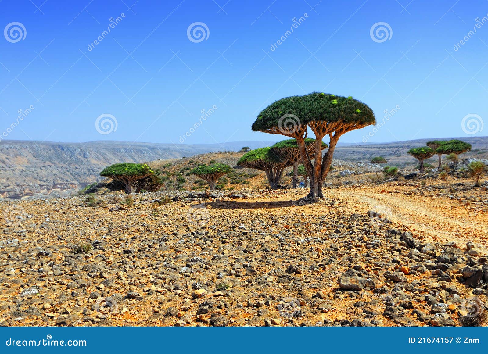 Dragon Blood Tree, Dracaena Cinnabari, Socotra Dragon Tree, Threatened ...
