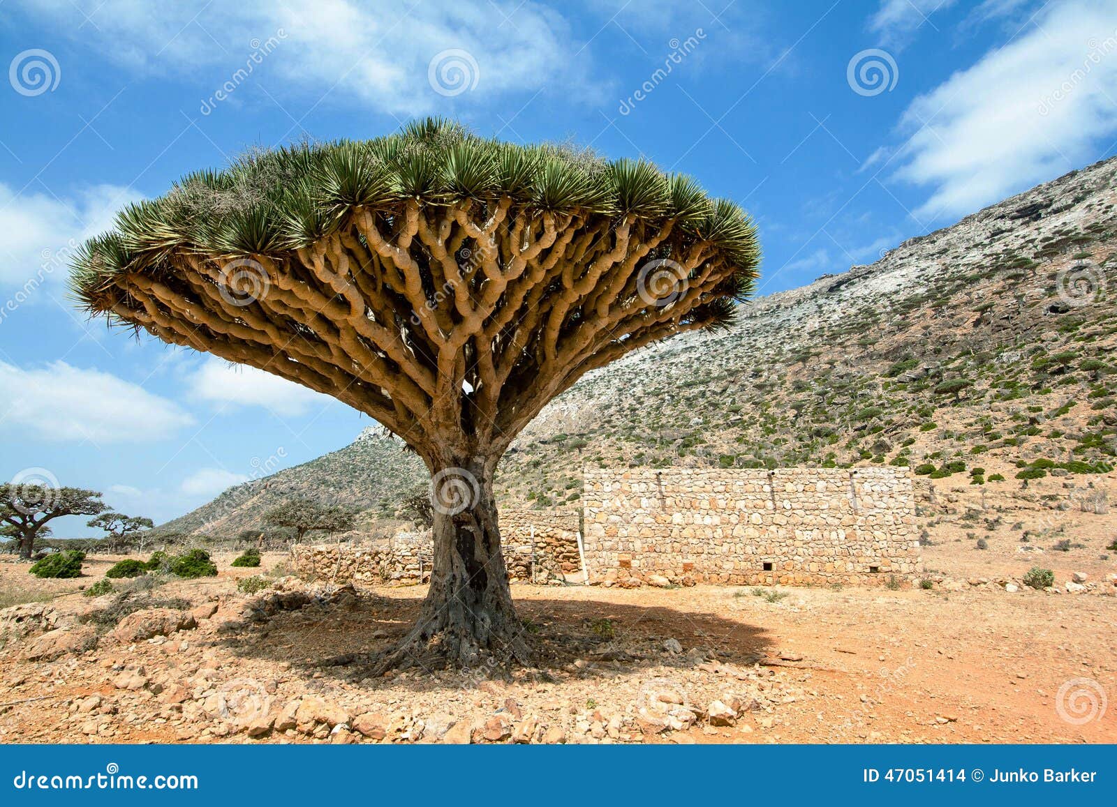 Dragon Blood Tree stockfoto. Bild von moslems, mittlere - 47051414
