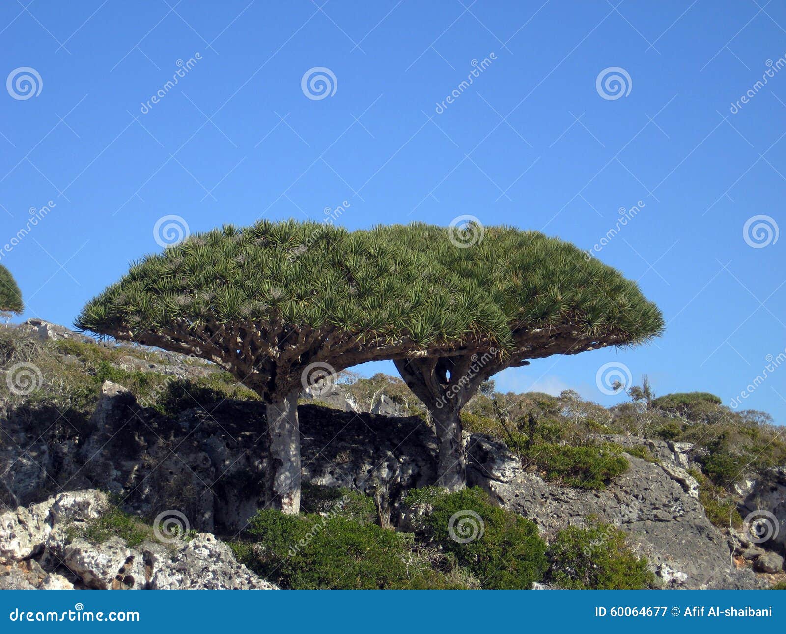 Dragon Blood Tree Forrest, Dracaena Cinnabari, Socotra Dragon Tree ...