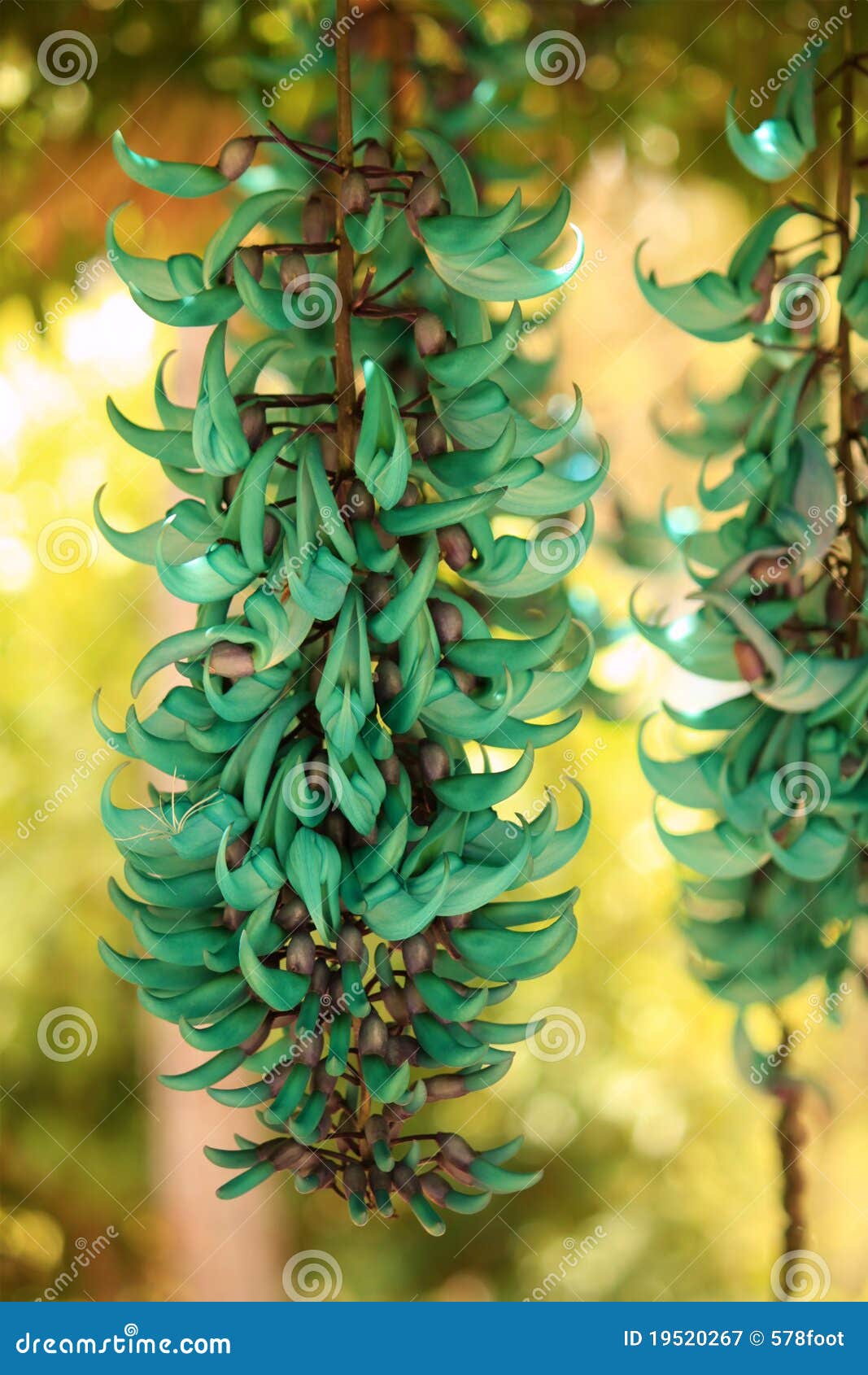 Dragon claw stock image. Image of outdoor, flora, bloom - 19520267
