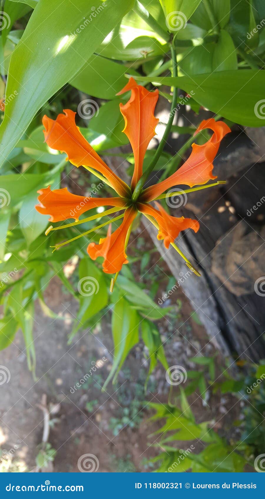 Dragon claw like flower stock image. Image of flower - 118002321