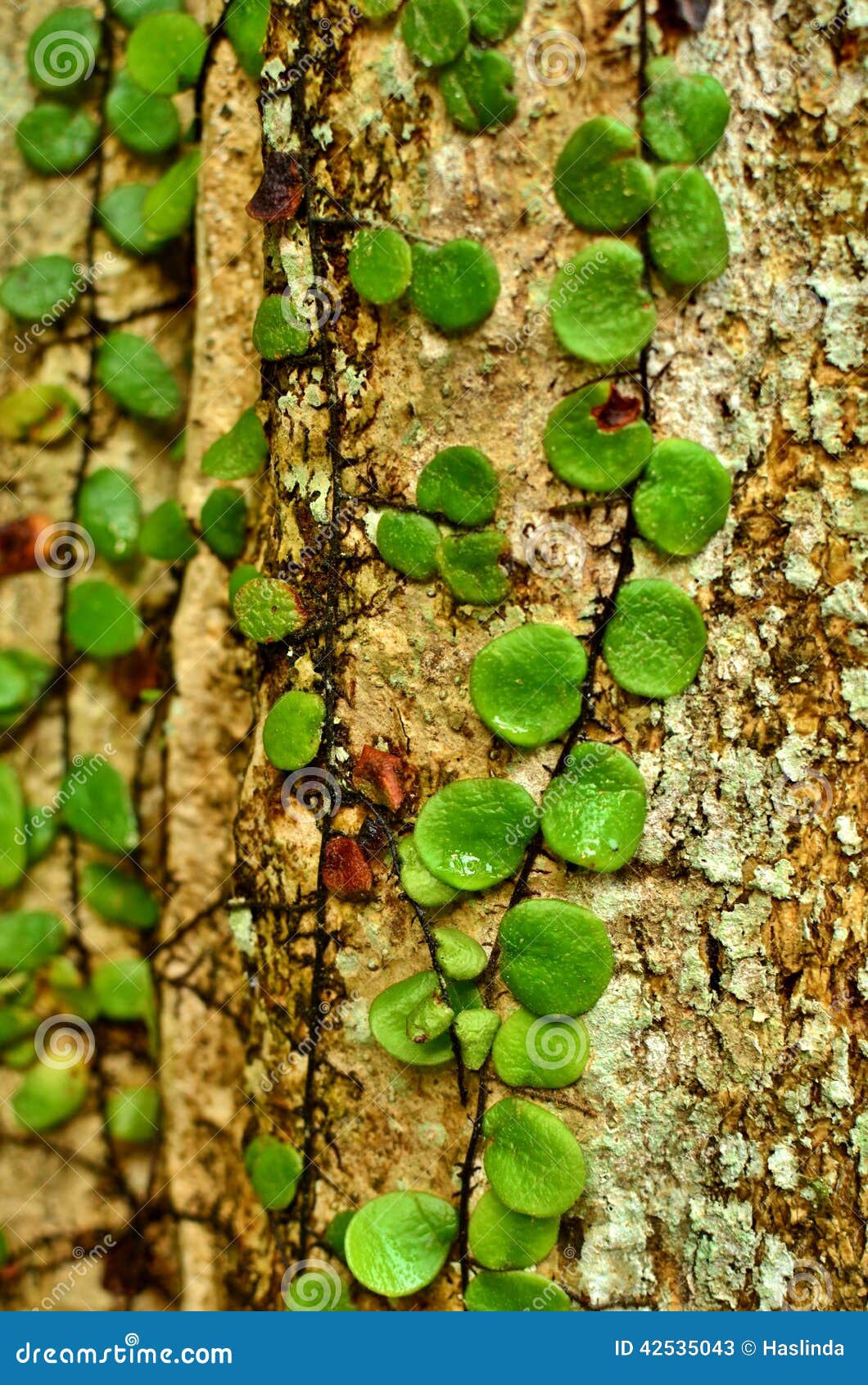 Dragon claws plant stock image. Image of claws, background - 42535043