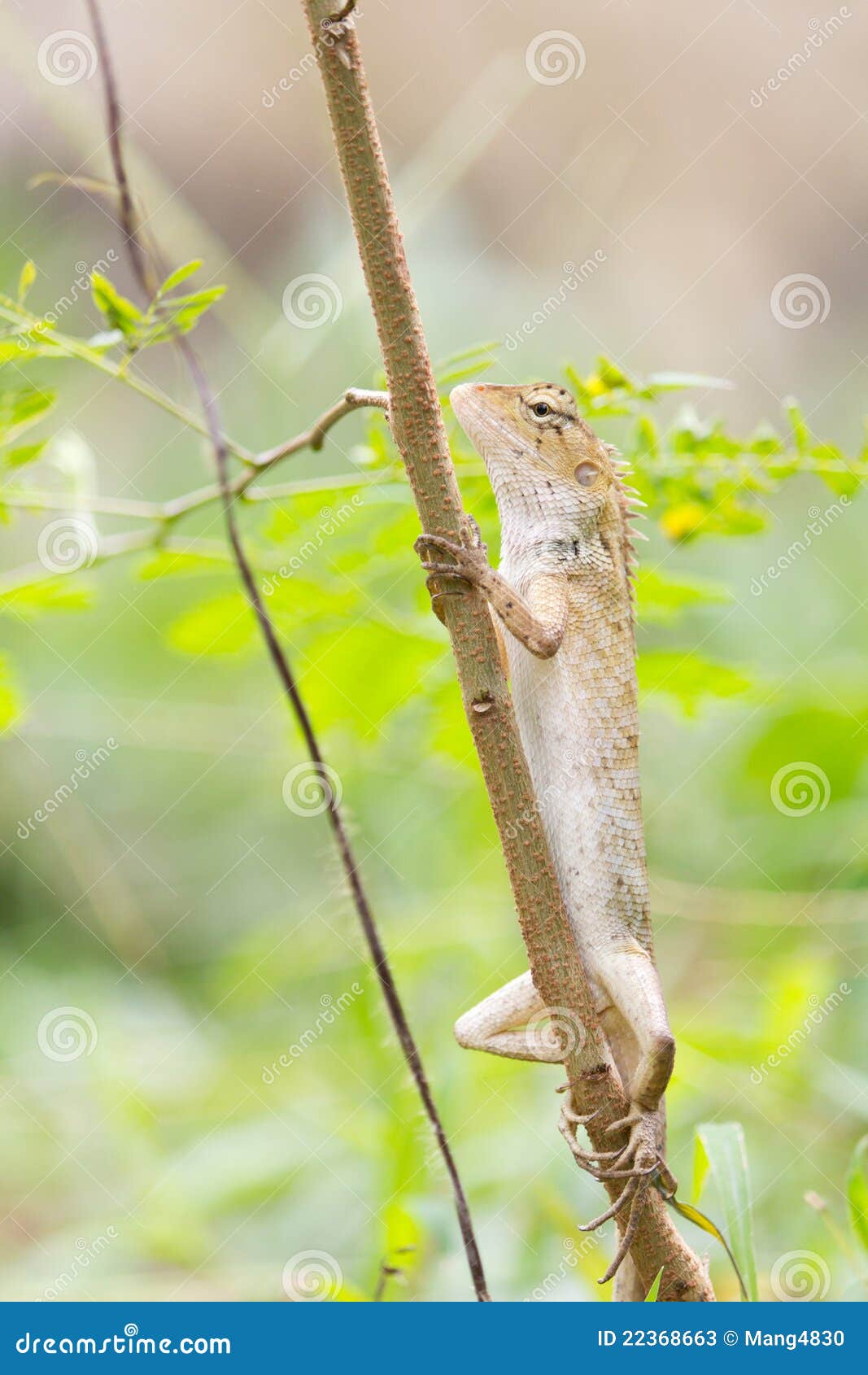 659 Dragon Climb Tree Stock Photos - Free & Royalty-Free Stock Photos ...