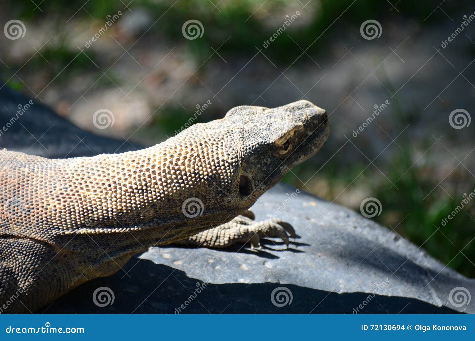 Dragon comodo stock photo. Image of dragon, bacteria - 72130694