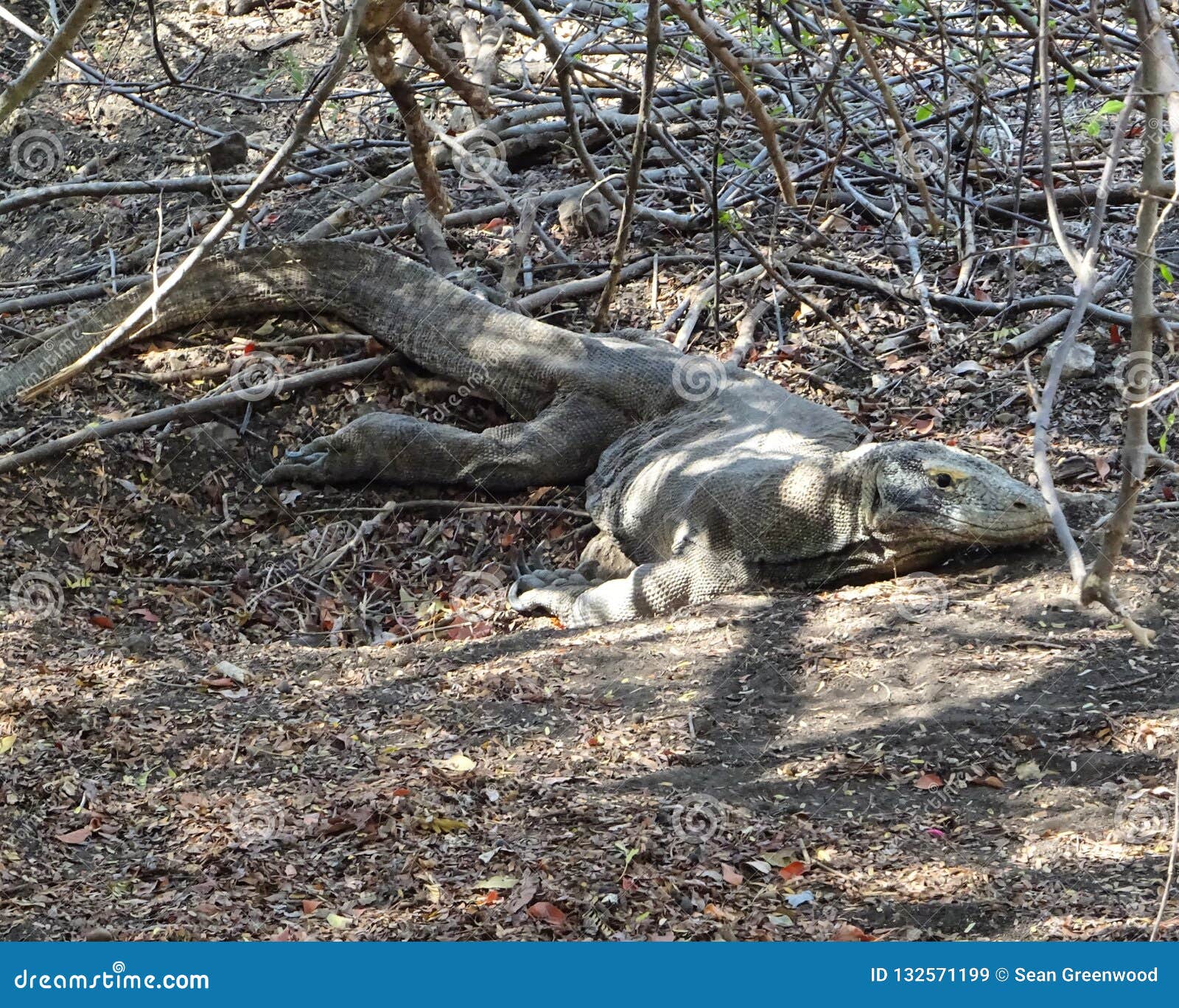 Dragon de Komodo femelle image stock. Image of île, oeufs - 132571199