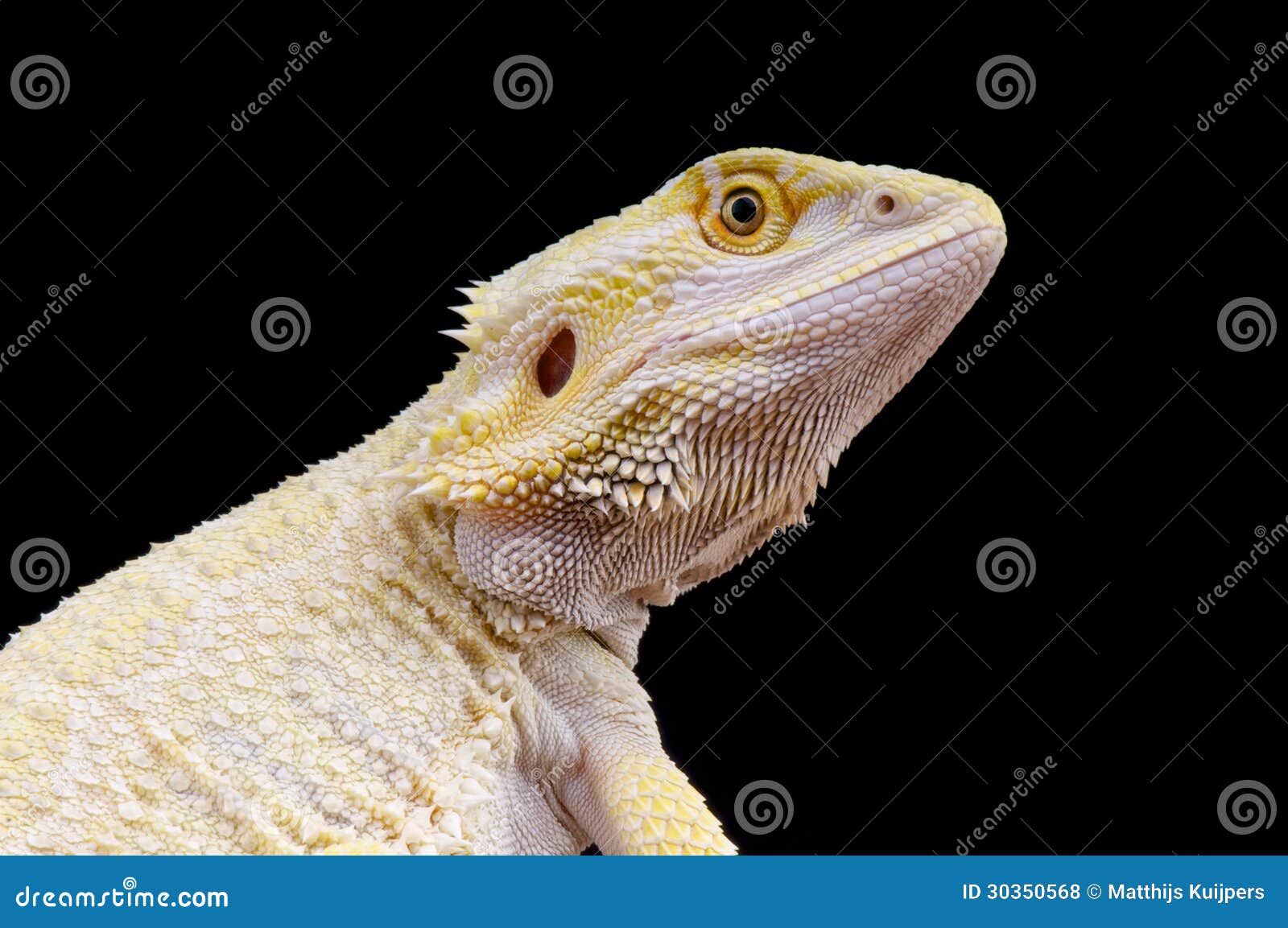 Dragon De Leucistic/vitticeps Barbus De Pogona Photo stock - Image du ...