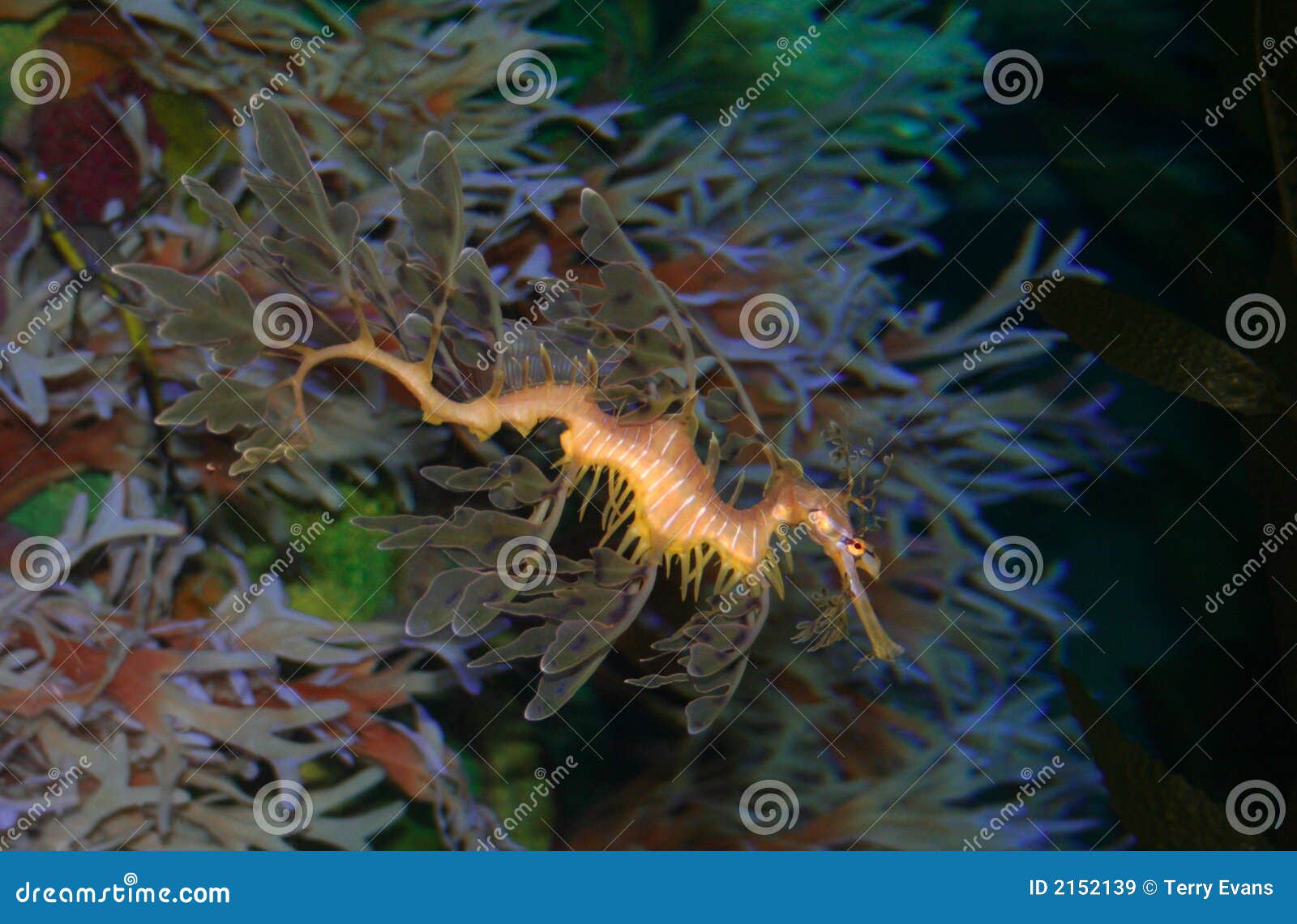 Dragon de mer image stock. Image du aquarium, calme, réservoir - 2152139