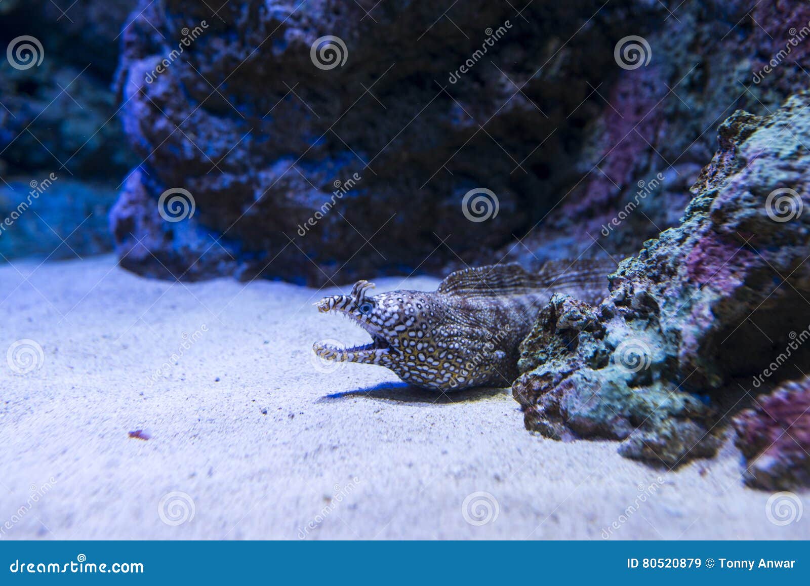 A Dragon Moray Eel Hides In A Cave At The Bottom Of The Ocean Close-up ...